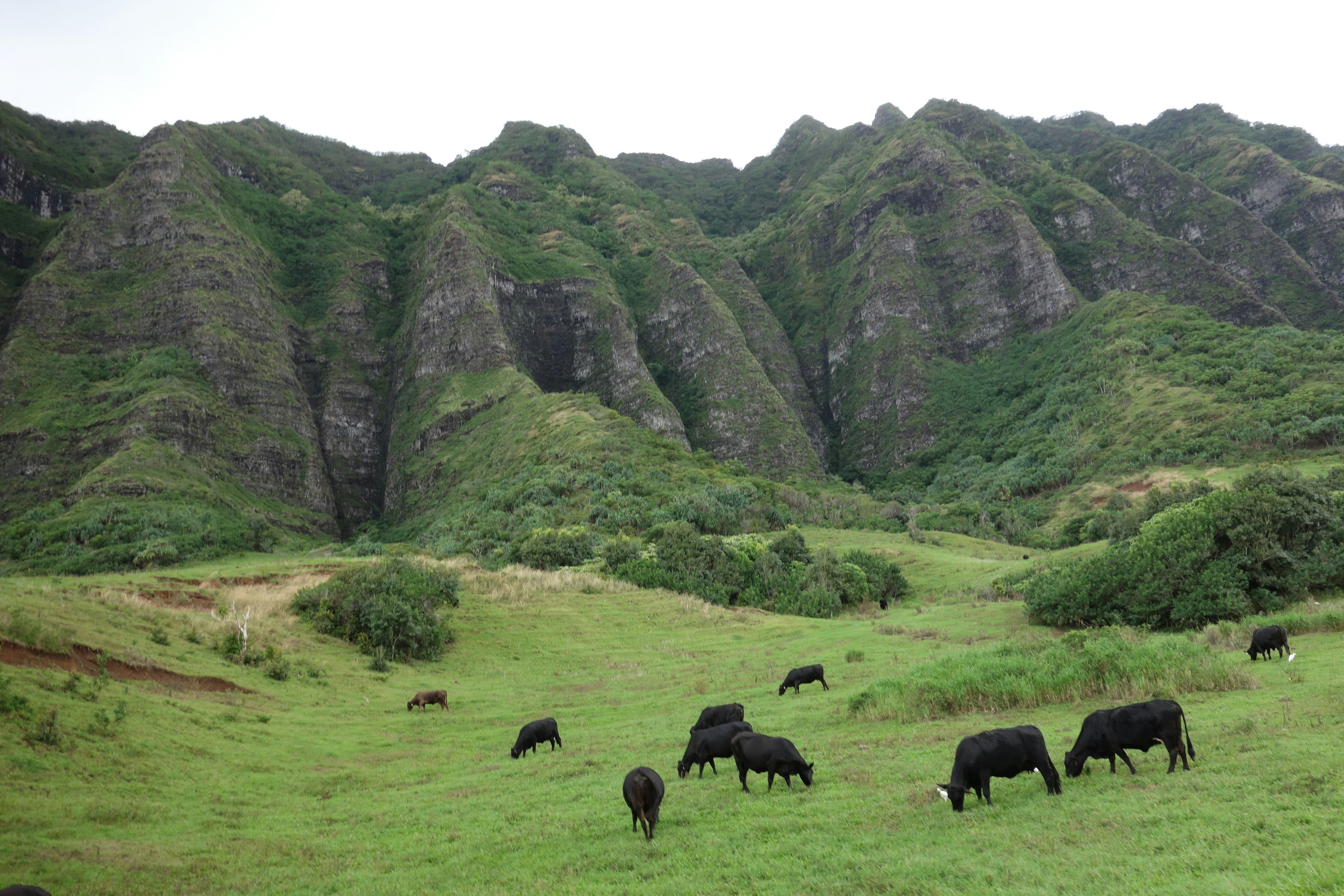 A group of cows grazing in a field photo – Free Hawaii Image on Unsplash