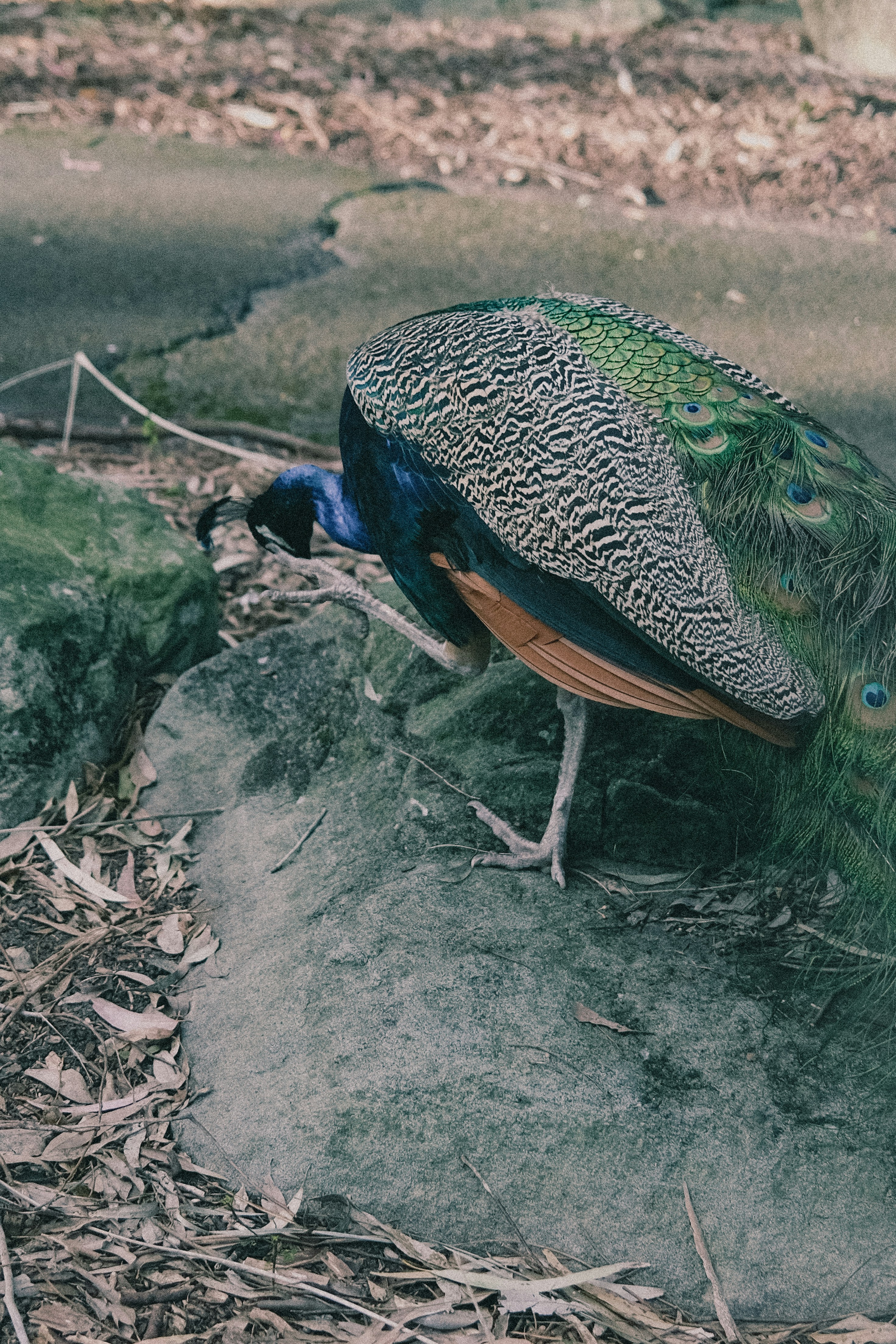 A peacock foraging among rocks and foliage, showcasing its intricate feather patterns and vibrant colors.