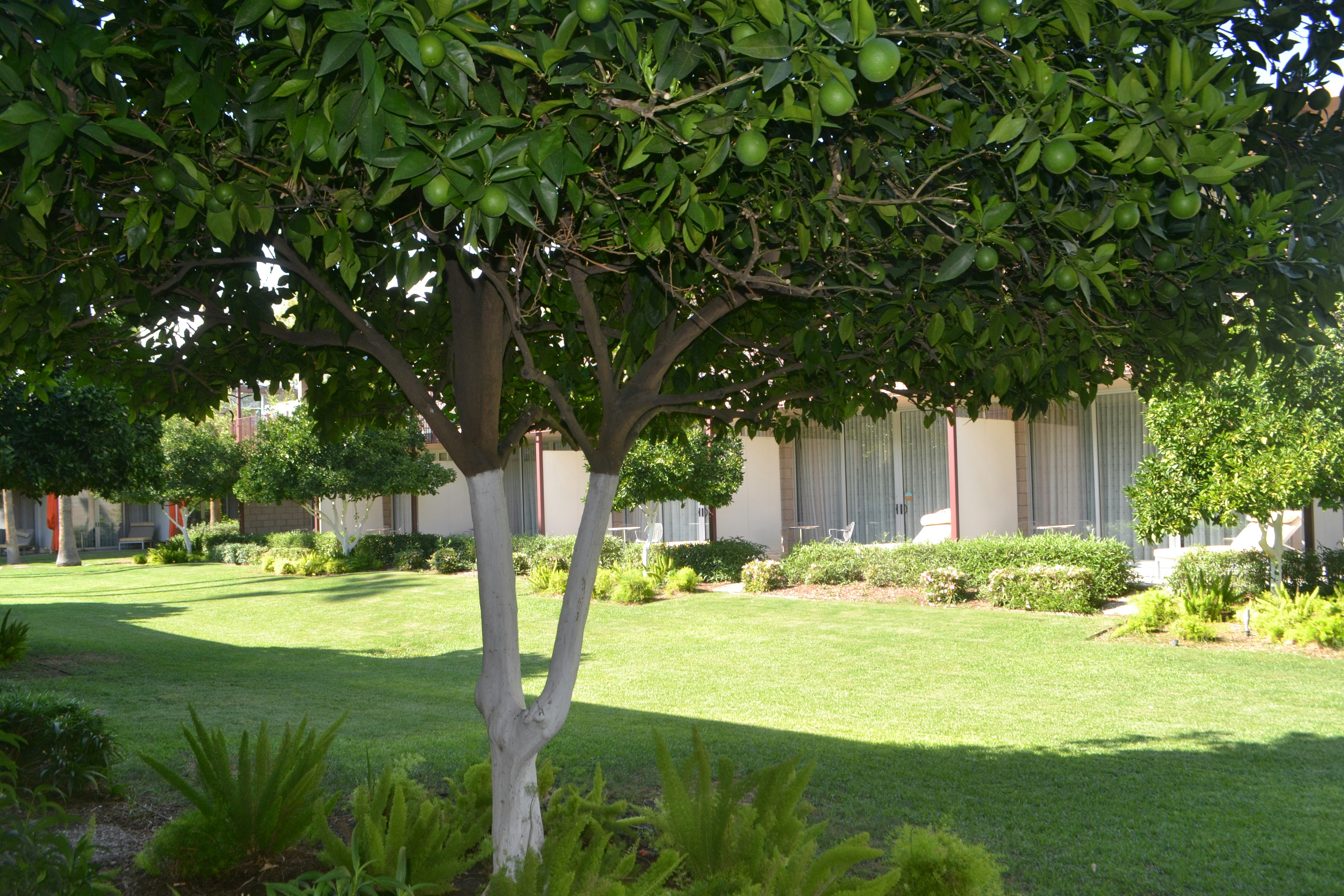 Lush green lawn with trees casting dappled shade near a building under a clear sky.