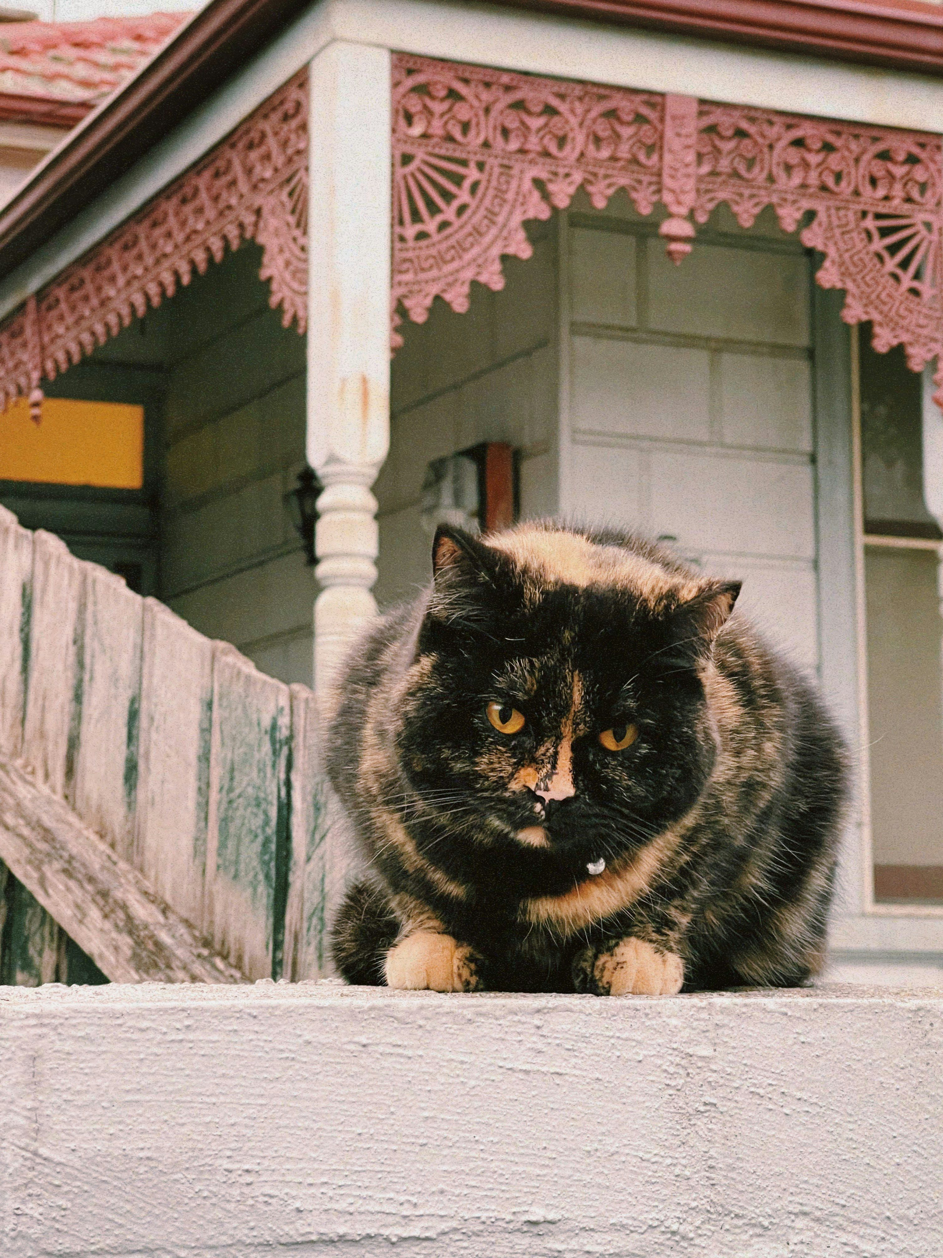 Cozy Calico Stare on a Porch: A Cat's Quiet Watch
