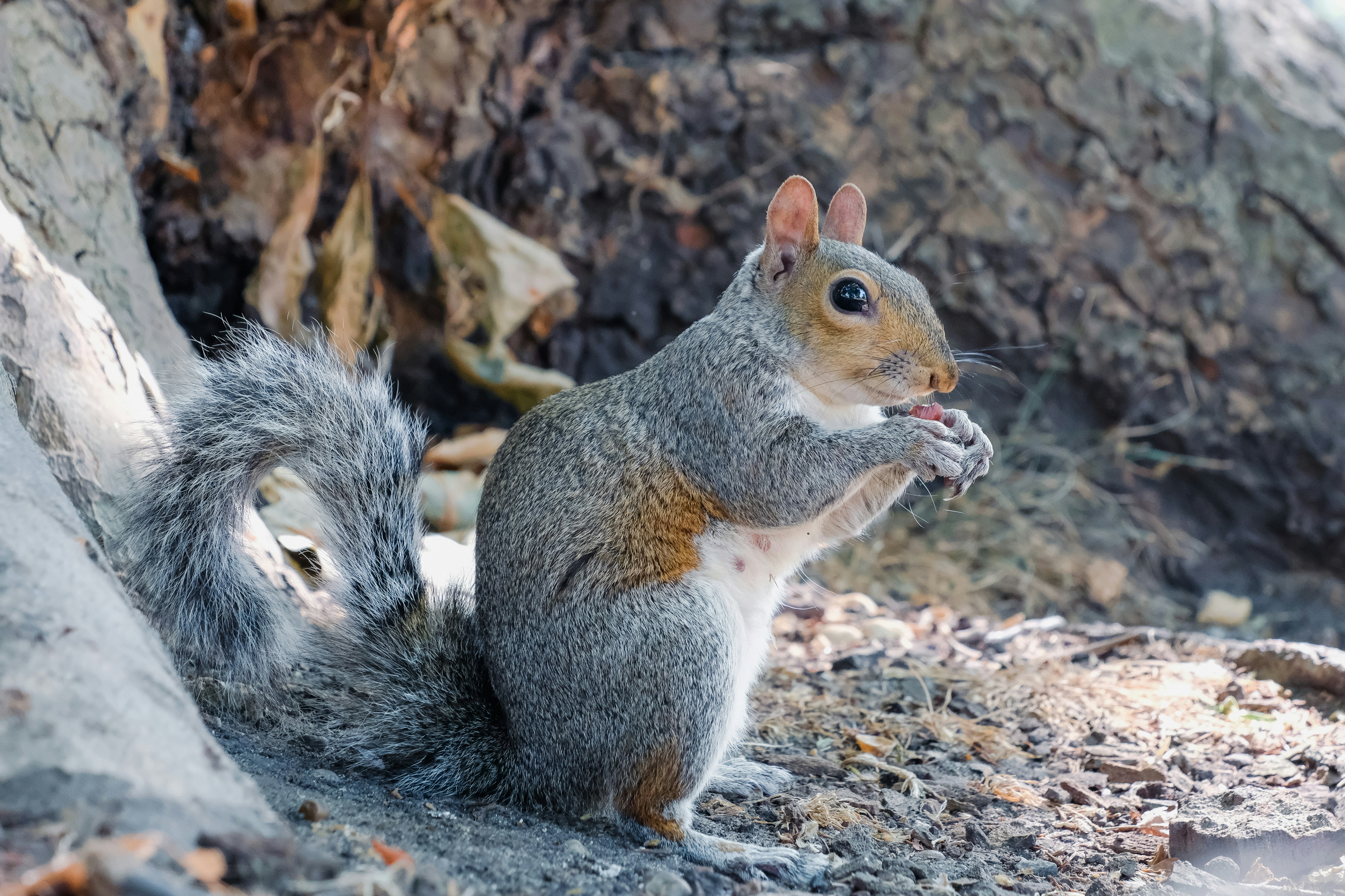 a squirrel eating a nut