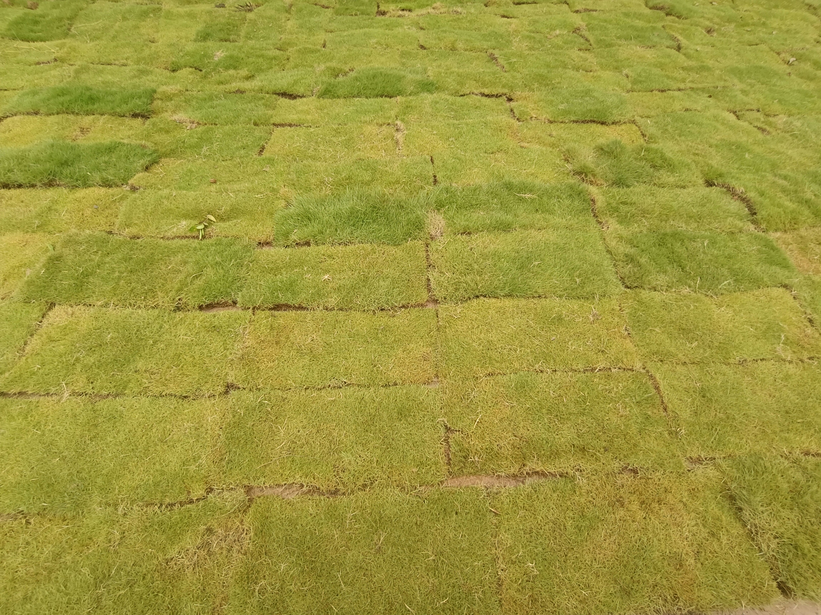 Field photograph of green grass squares forming a checkerboard across a flat terrain. Narrow dirt lines separate each patch.