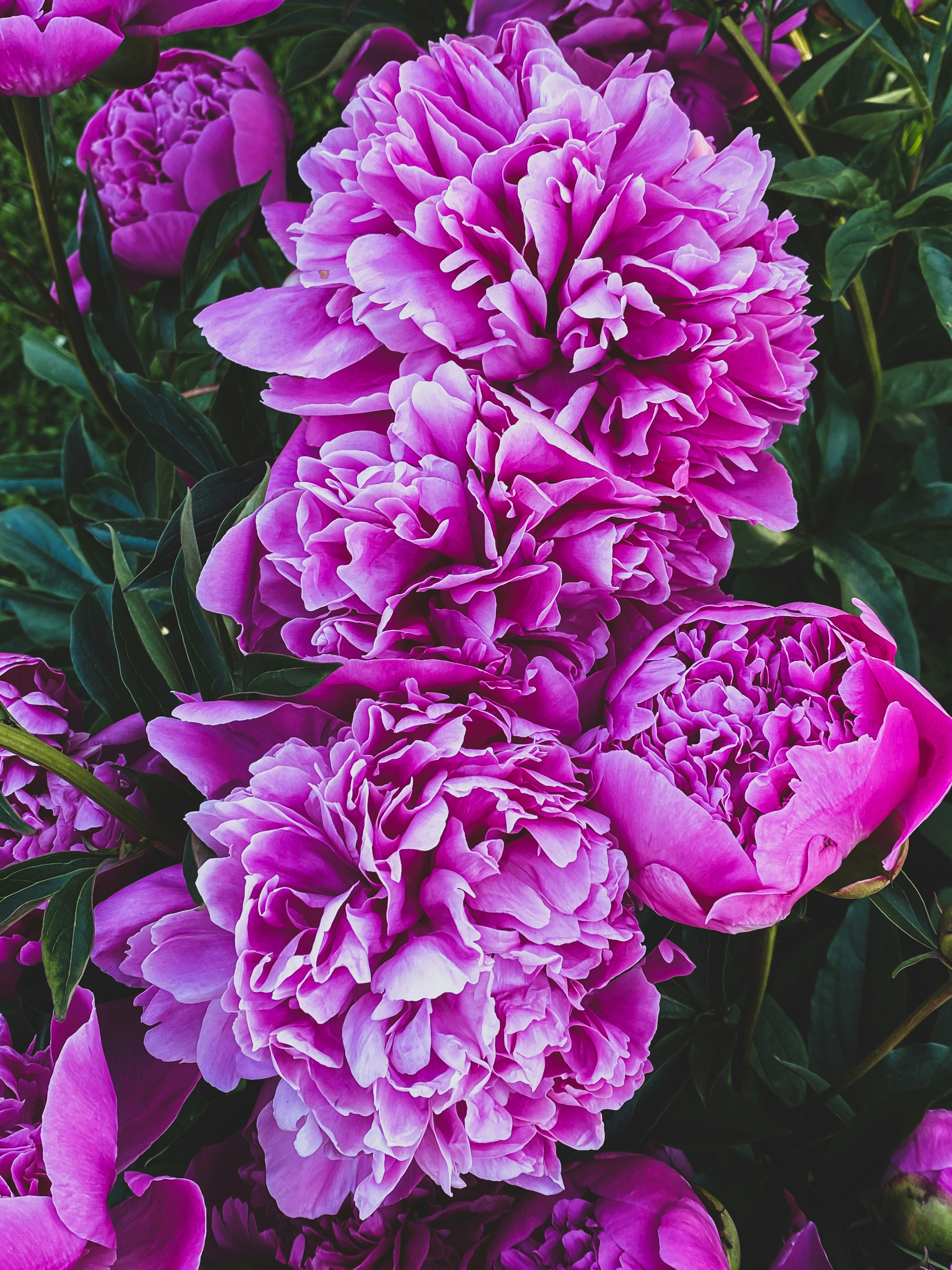 Rose Cascade: Close-Up of Velvet Pink Blooms