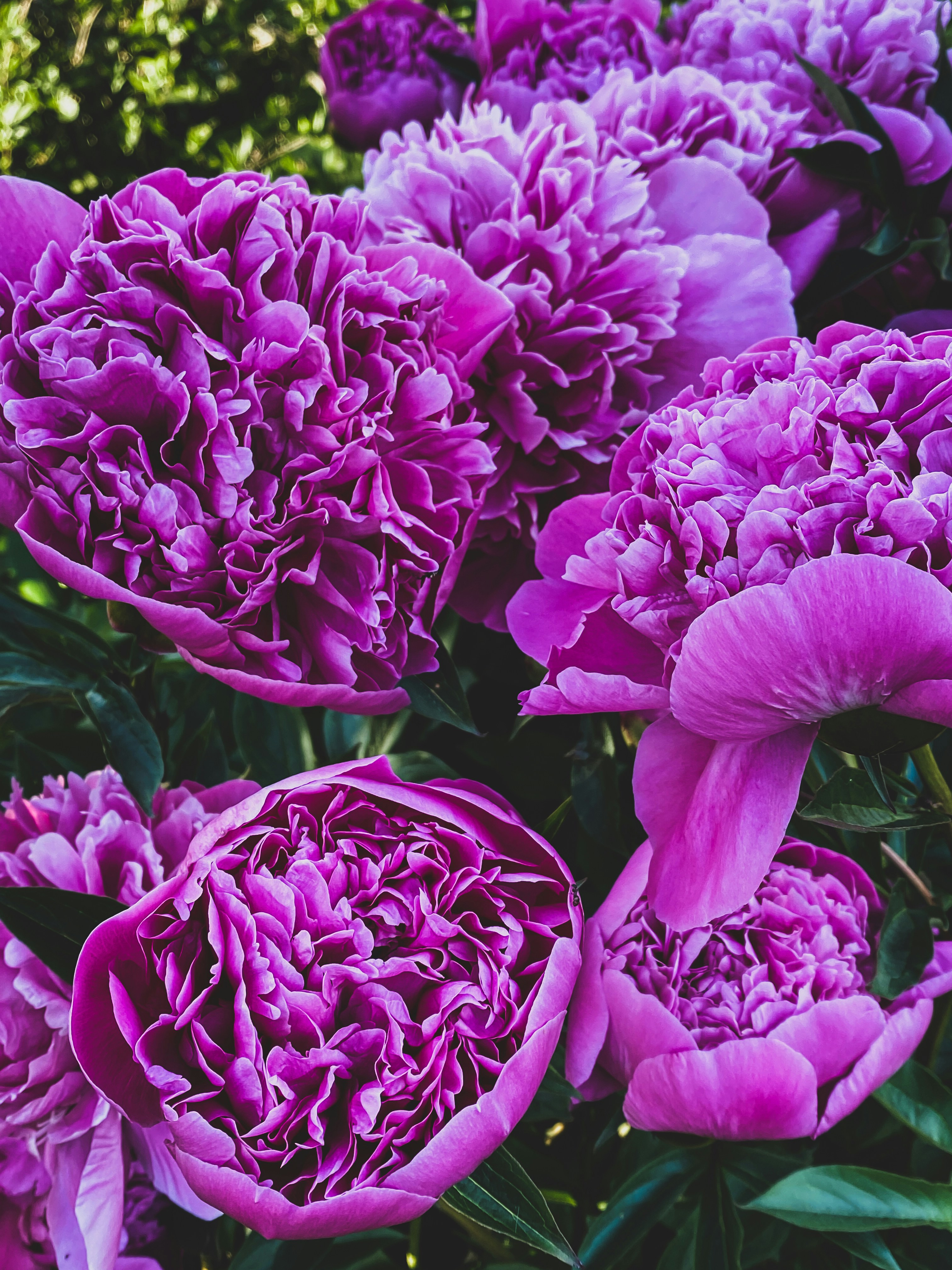 Purple Peony Burst: Textured Petals in Morning Light