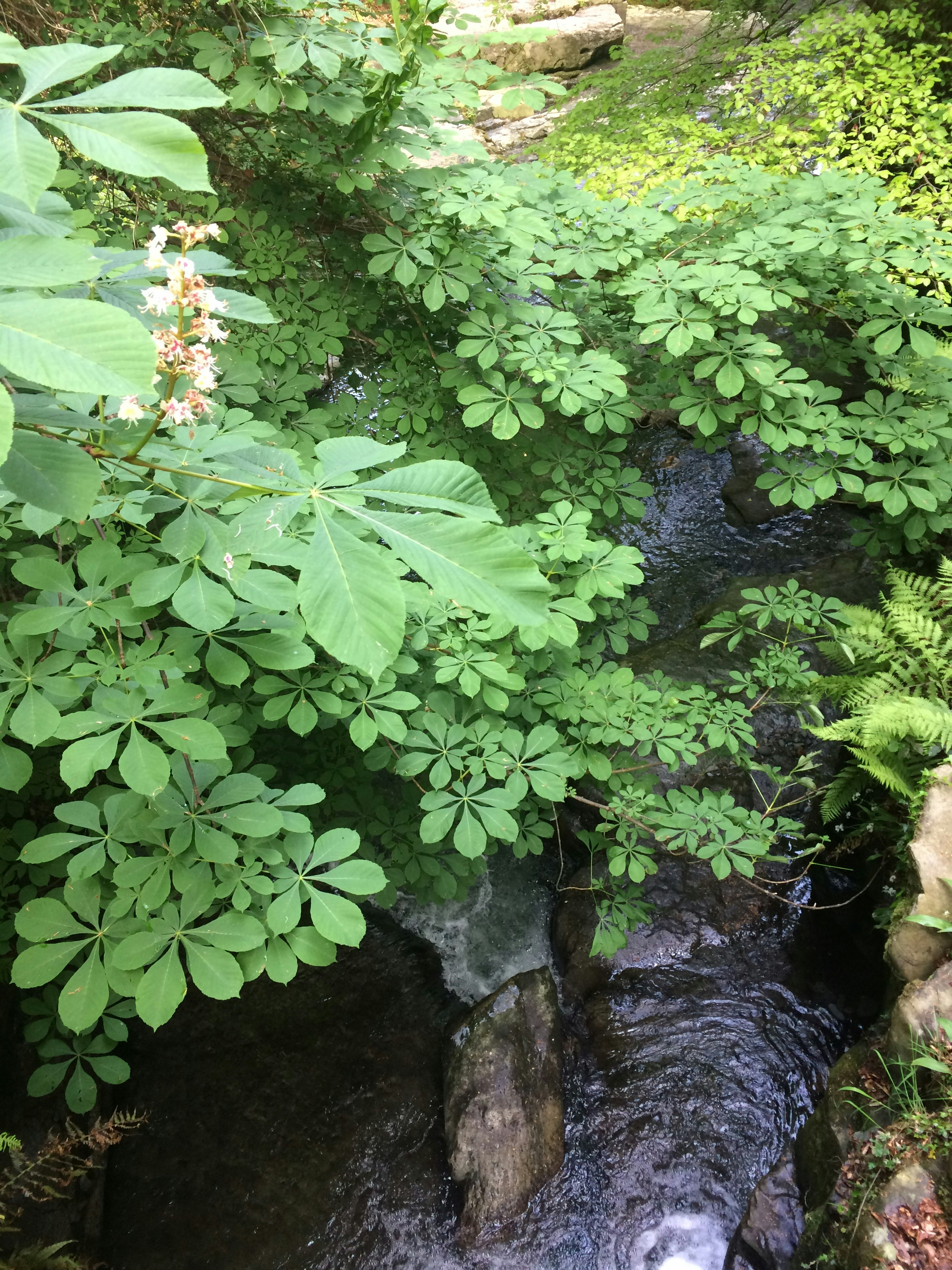 a small stream with green leaves