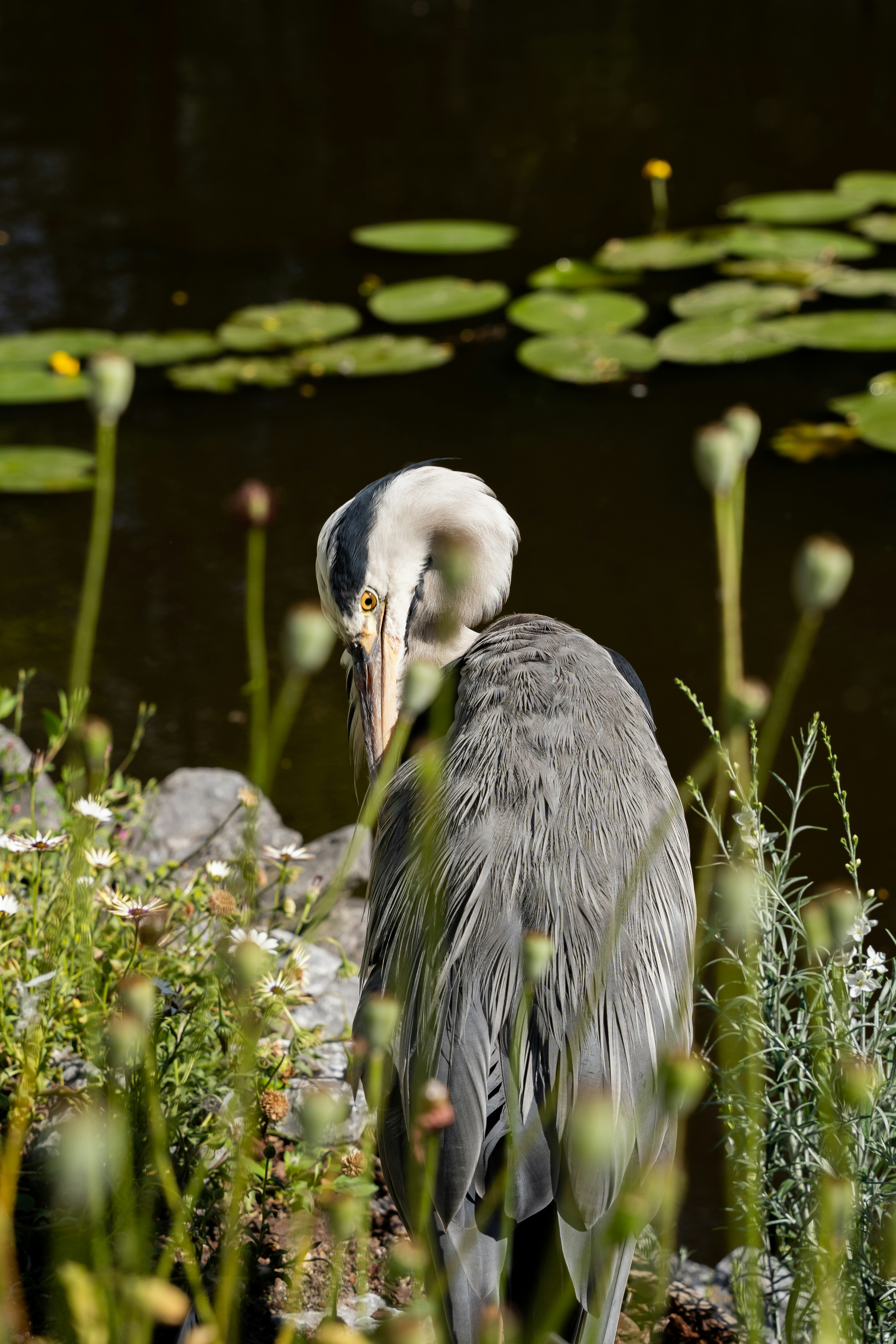 A bird standing in a garden photo – Free Nature Image on Unsplash