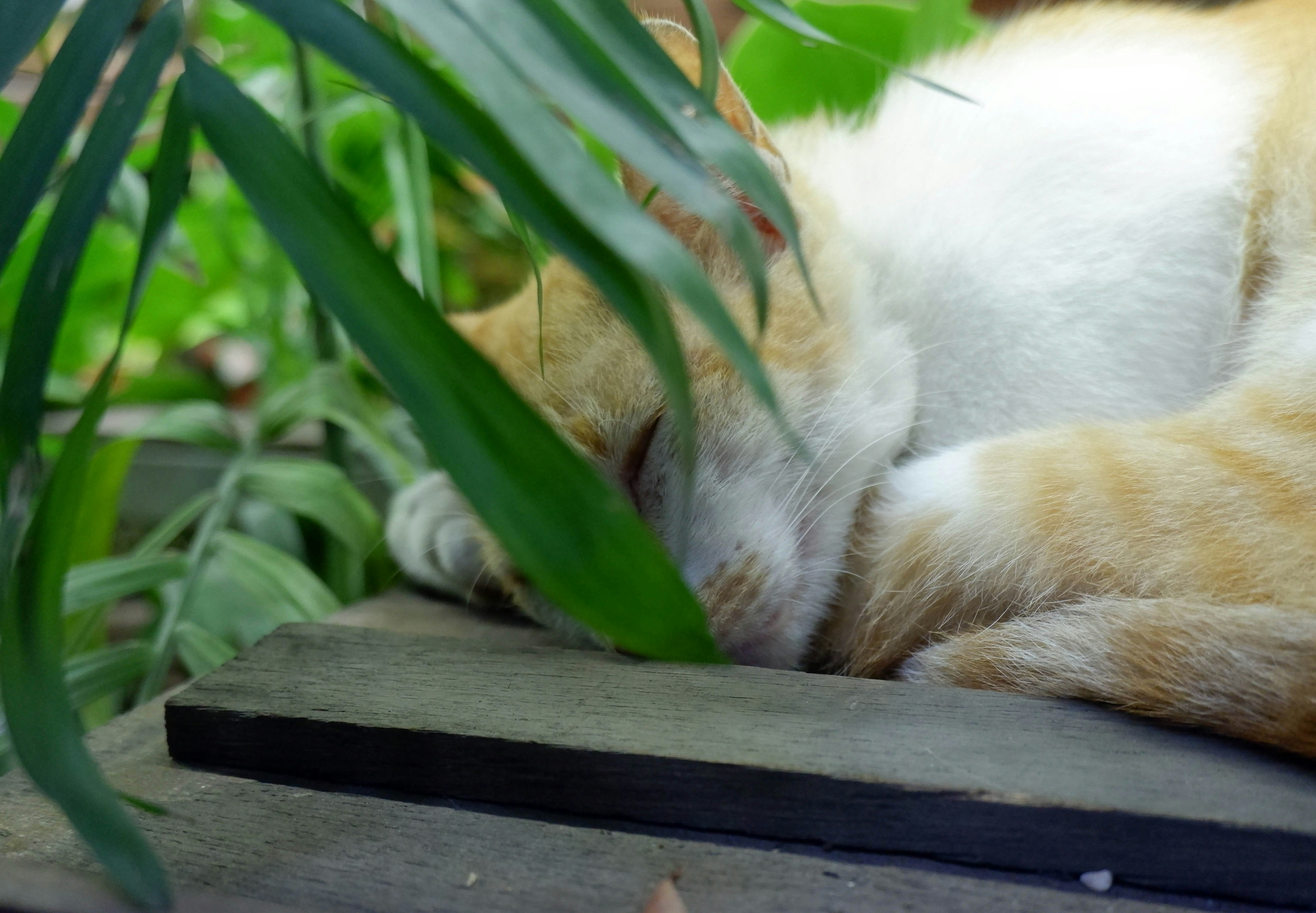 a cat sleeping on a bench