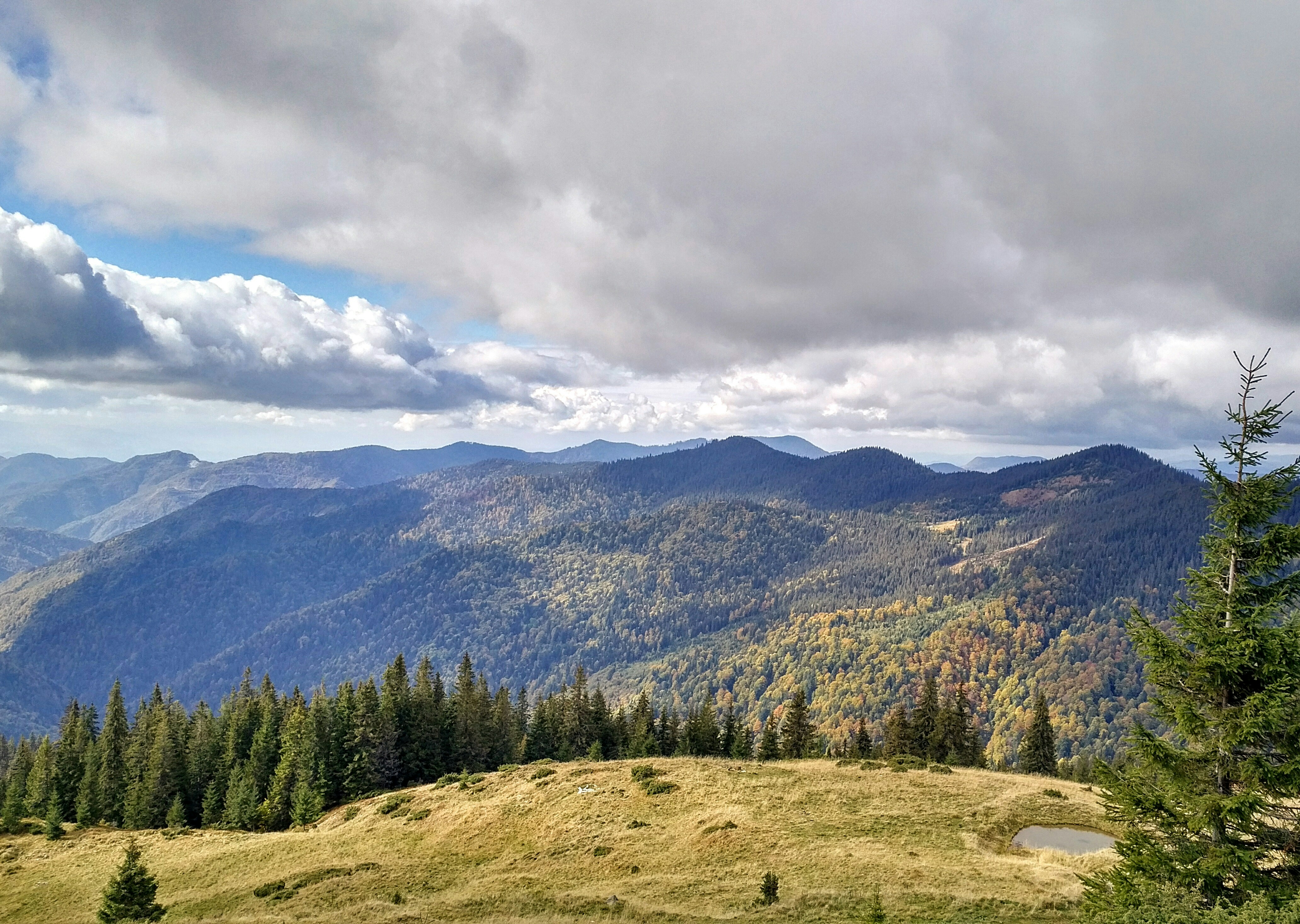 Landscape photograph showing a grassy ridge lined with pines, leading to distant blue mountains beneath a cloudy sky. The scene highlights autumn color and expansive depth.