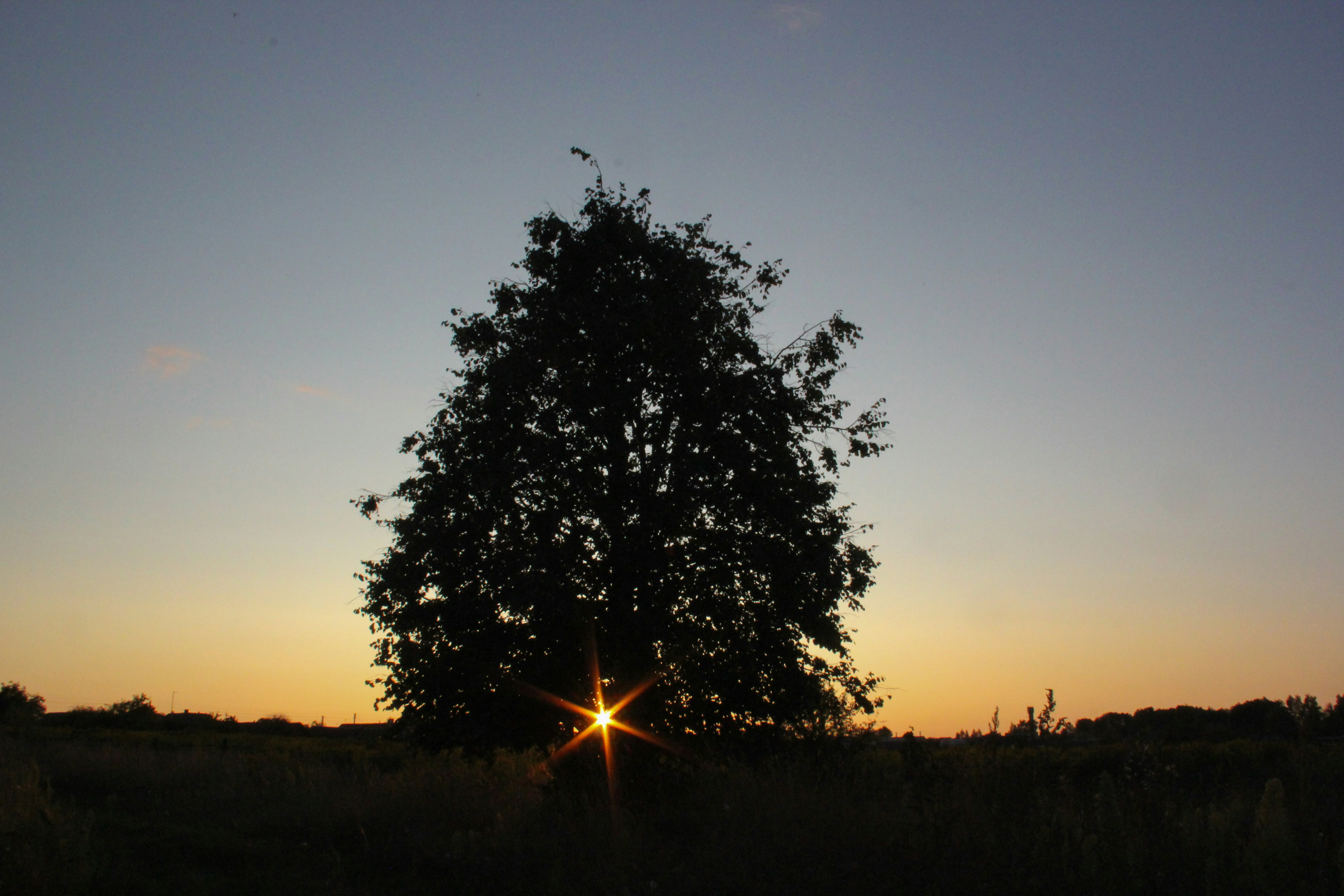 A tree with the sun behind it photo – Free Sunset aesthetic Image on ...