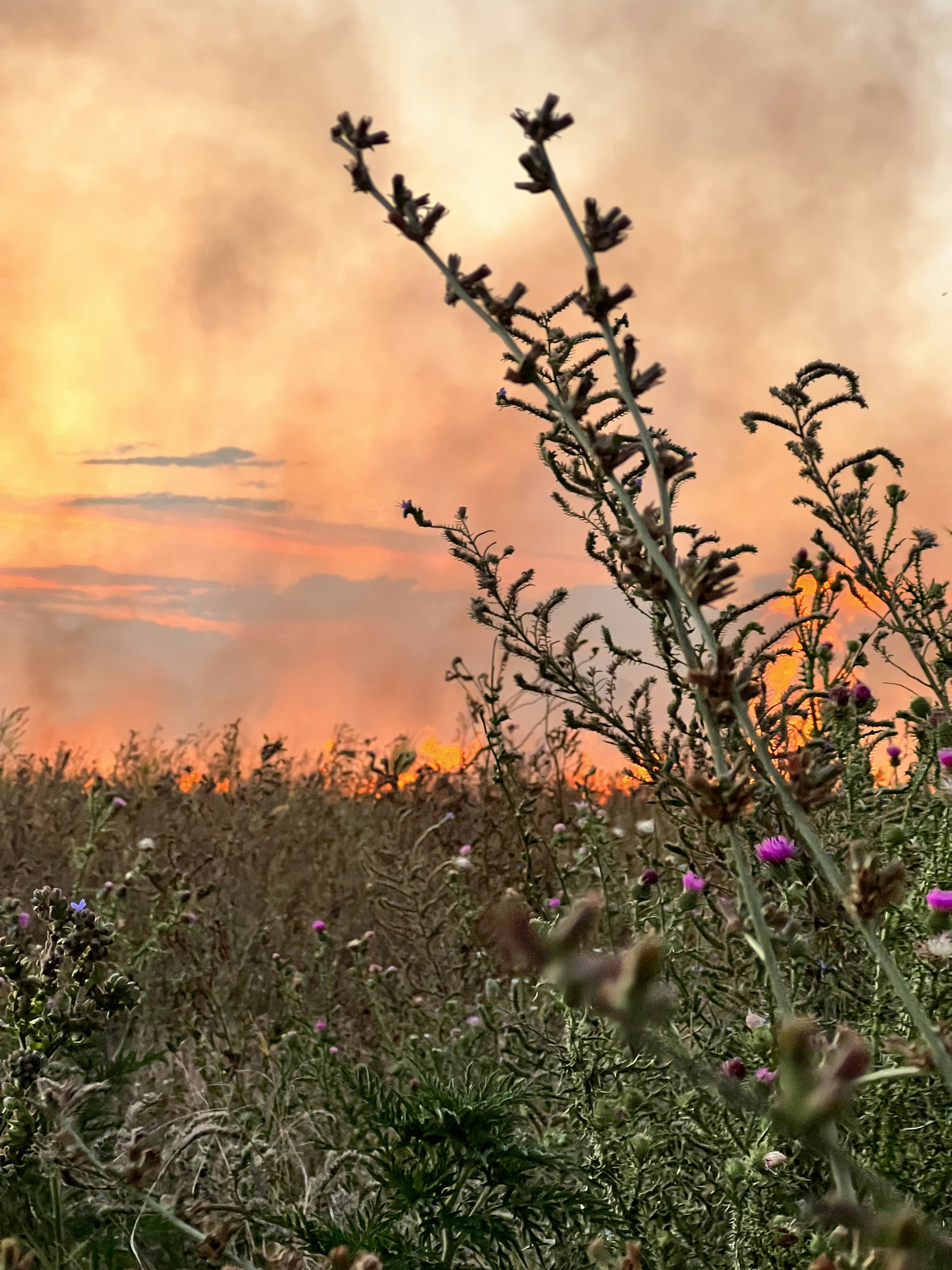 Embers in the Meadow: Sunset Stems in Silhouette
