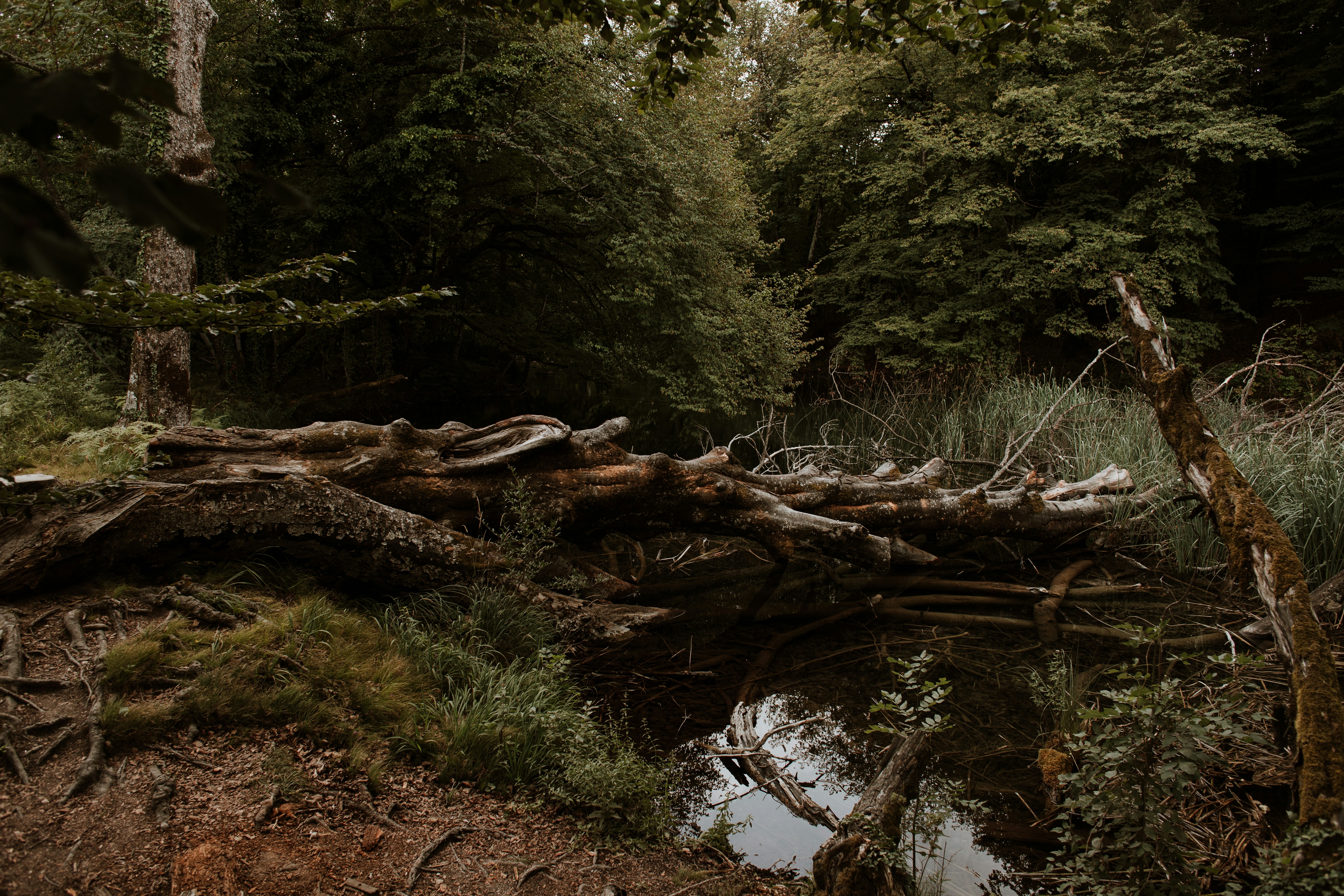A fallen tree bridges a serene woodland stream, surrounded by lush greenery and reflections in the water. The tranquil scene captures the essence of nature's harmony.