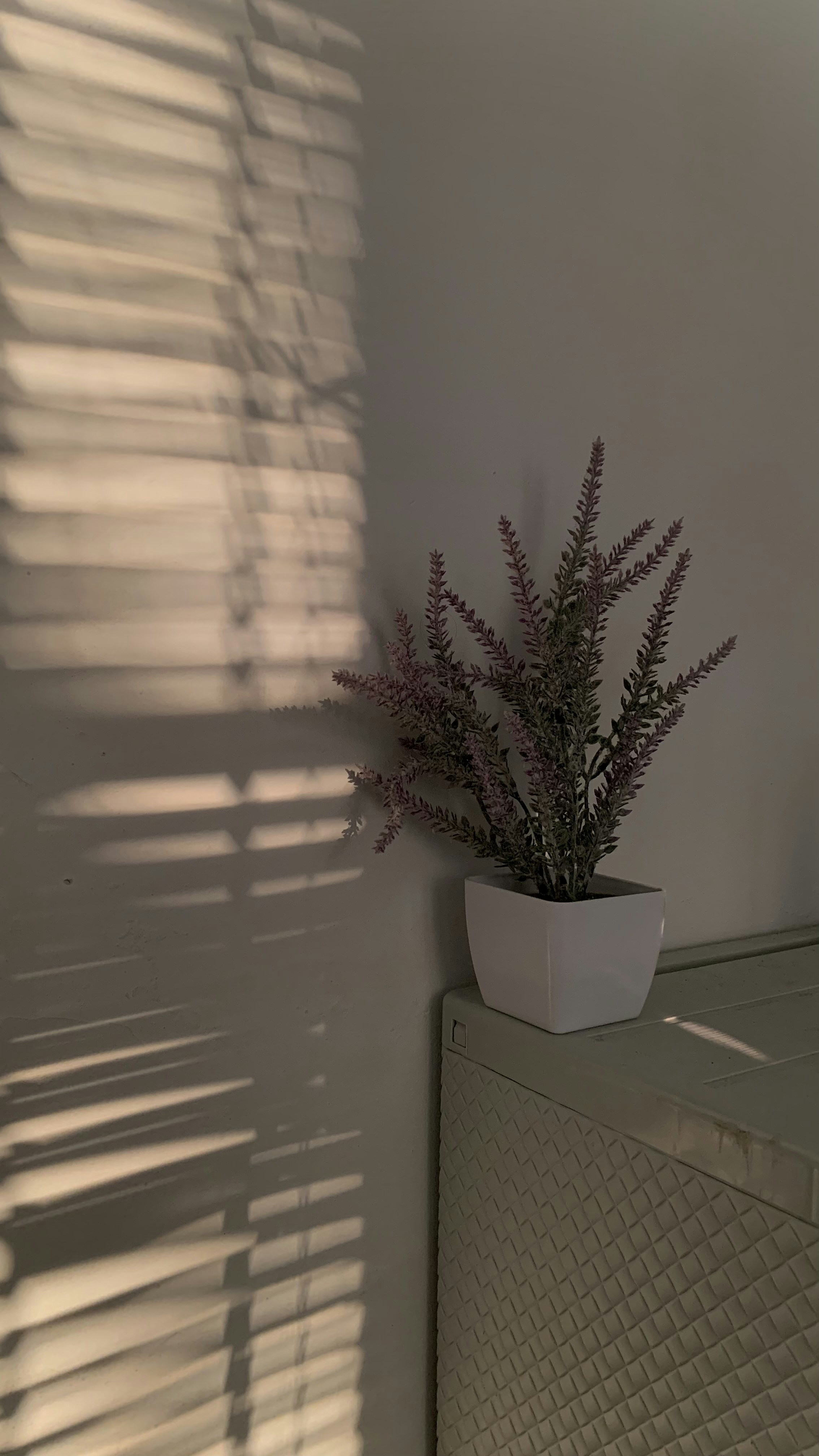 Sunlit Minimalism: A Tall Lavender Plant in Striped Shadows
