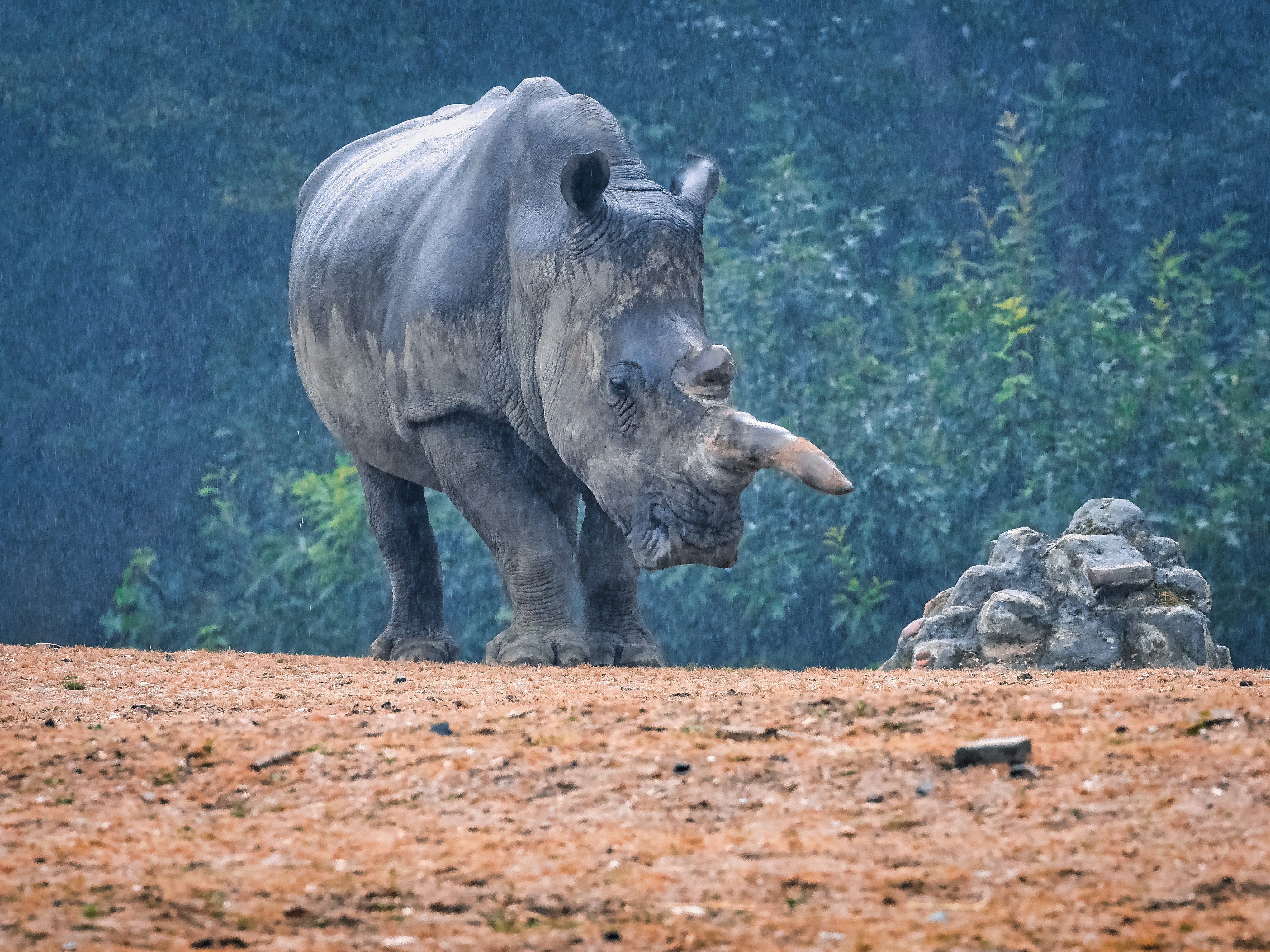 A rhinoceros walking on dirt photo – Free Burgers' zoo Image on Unsplash