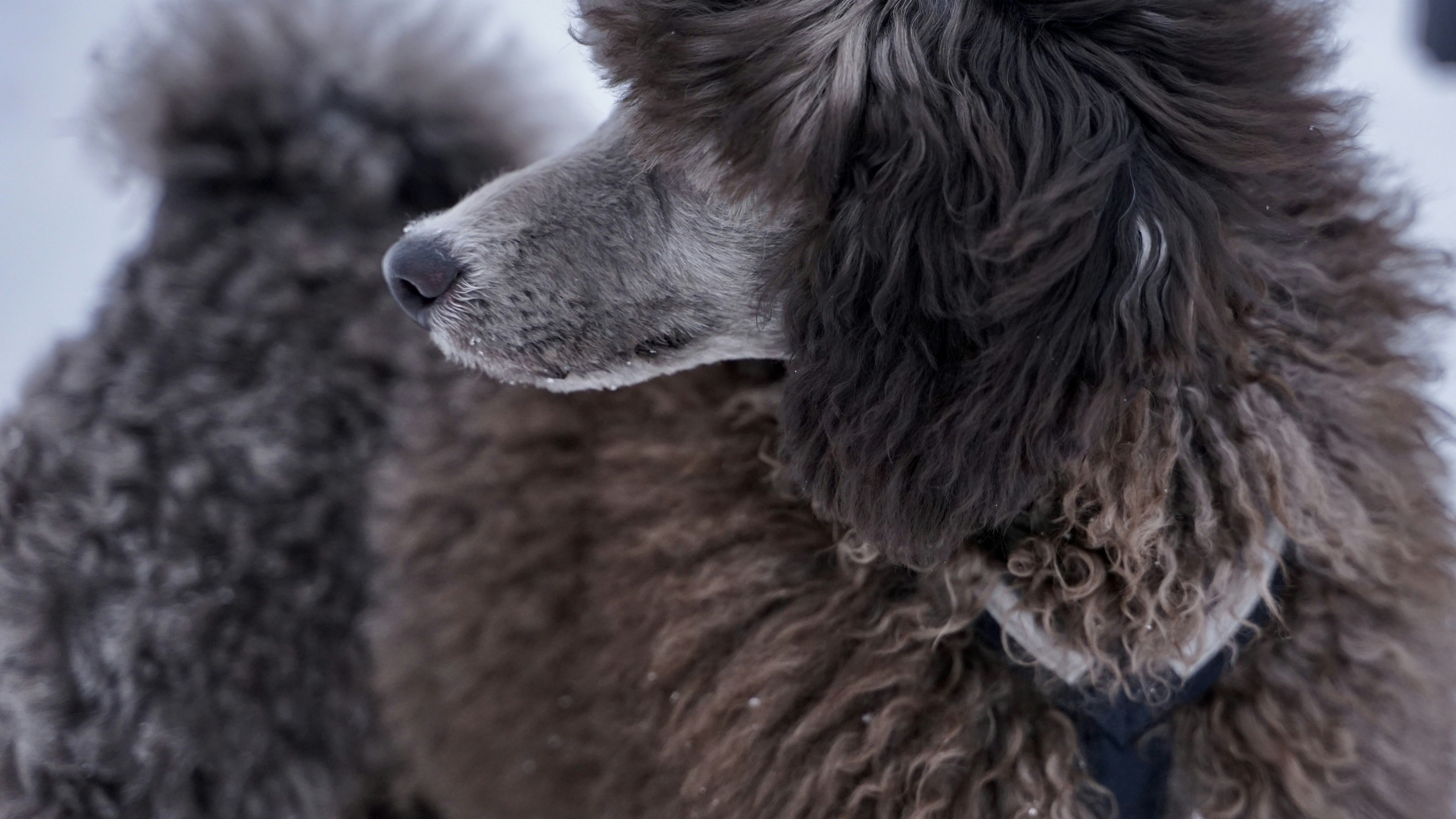 a dog looking up