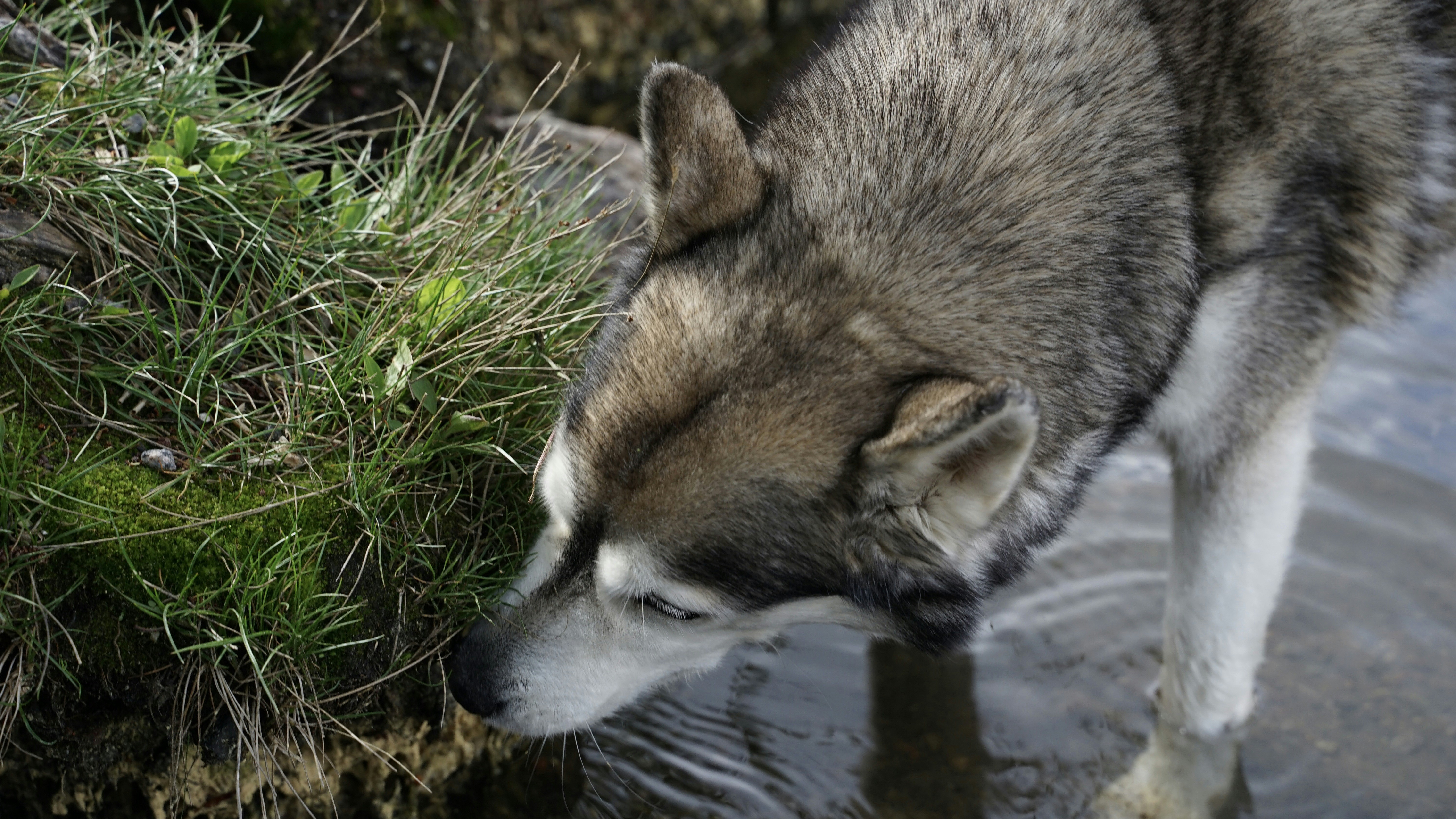 Husky by the Tidal Edge: Quiet Gaze at the Waterline