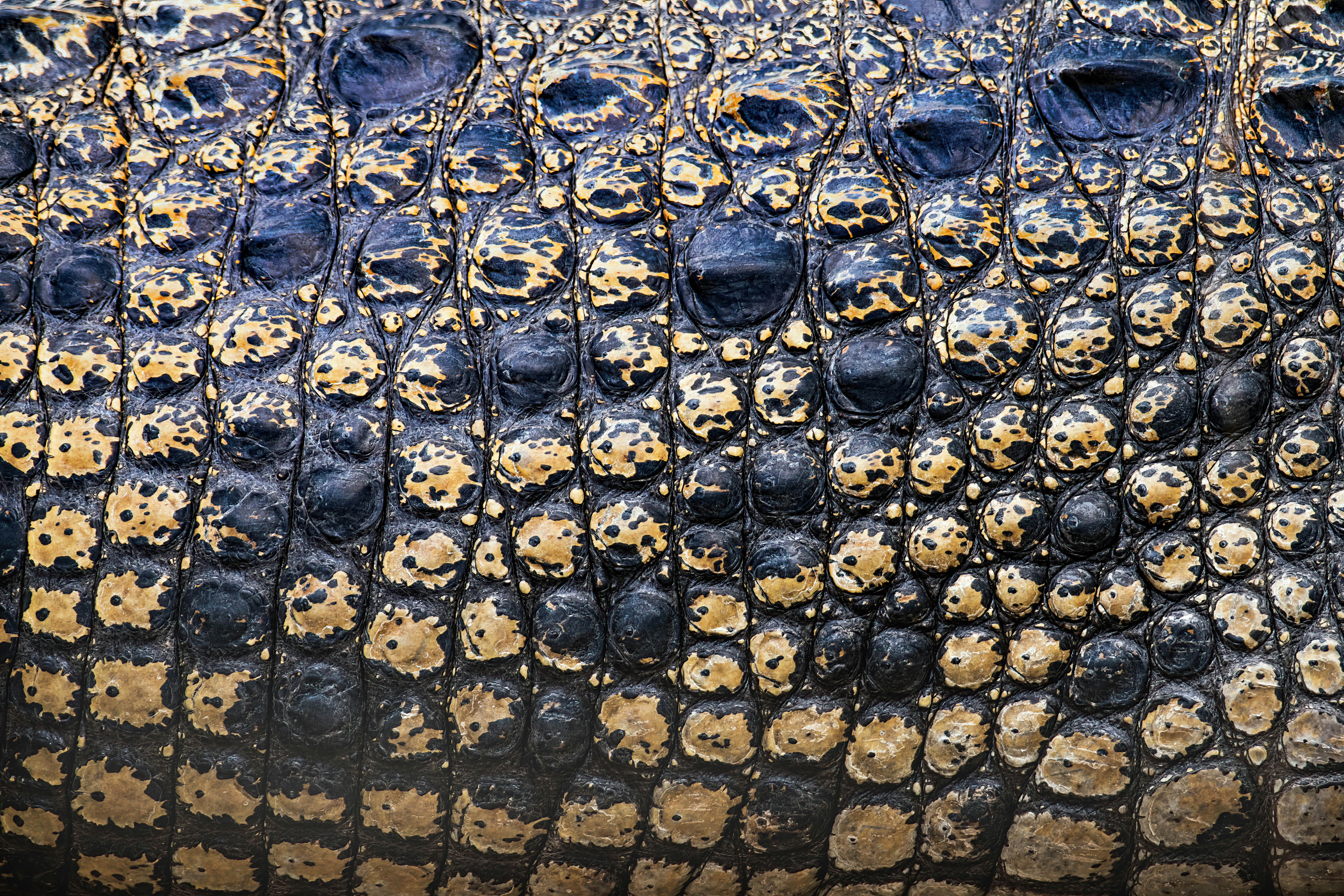 Detail of the skin of a young female Saltwater Crocodile.