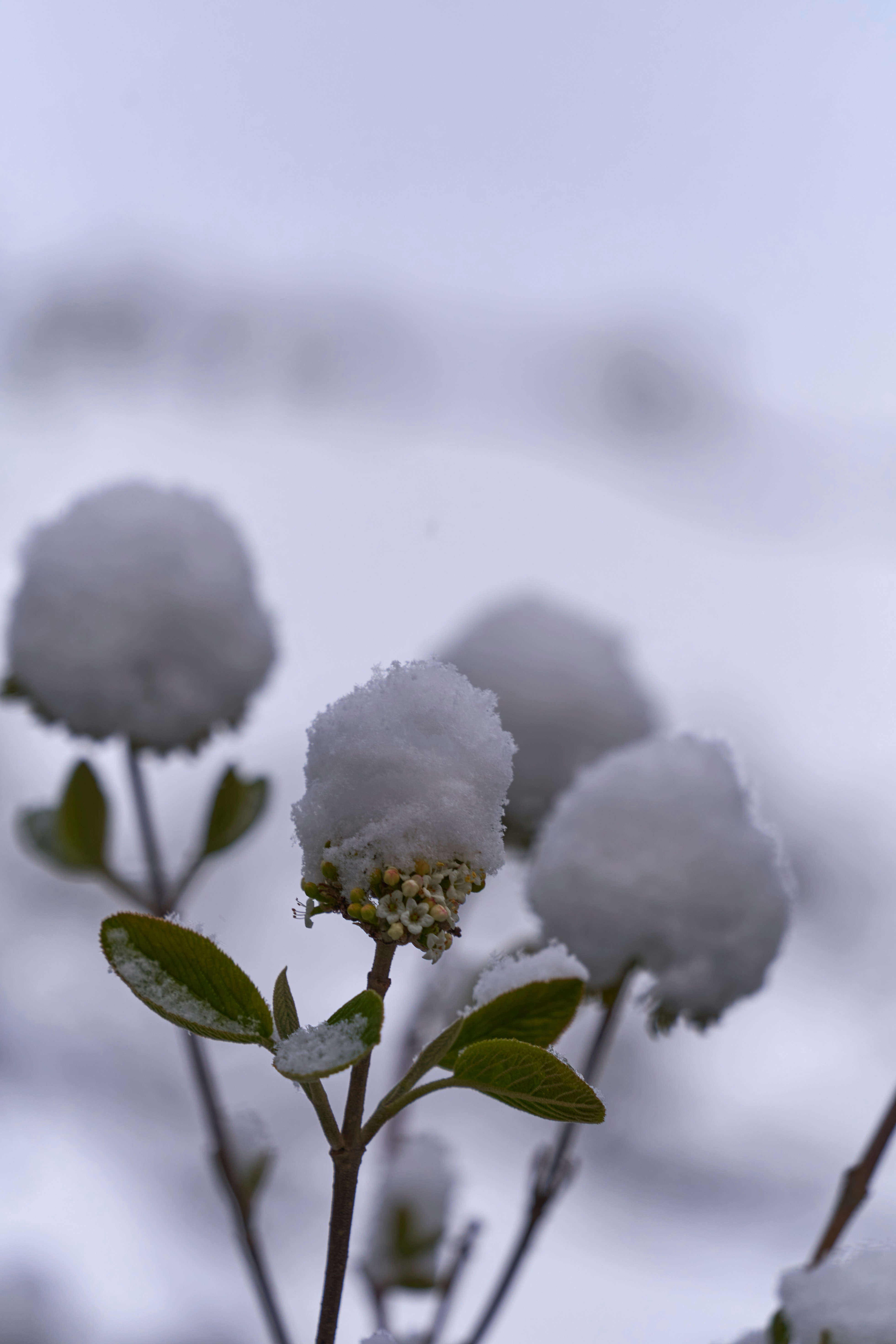Photo by Wolfgang Hasselmann with Sony Alpha 7 III