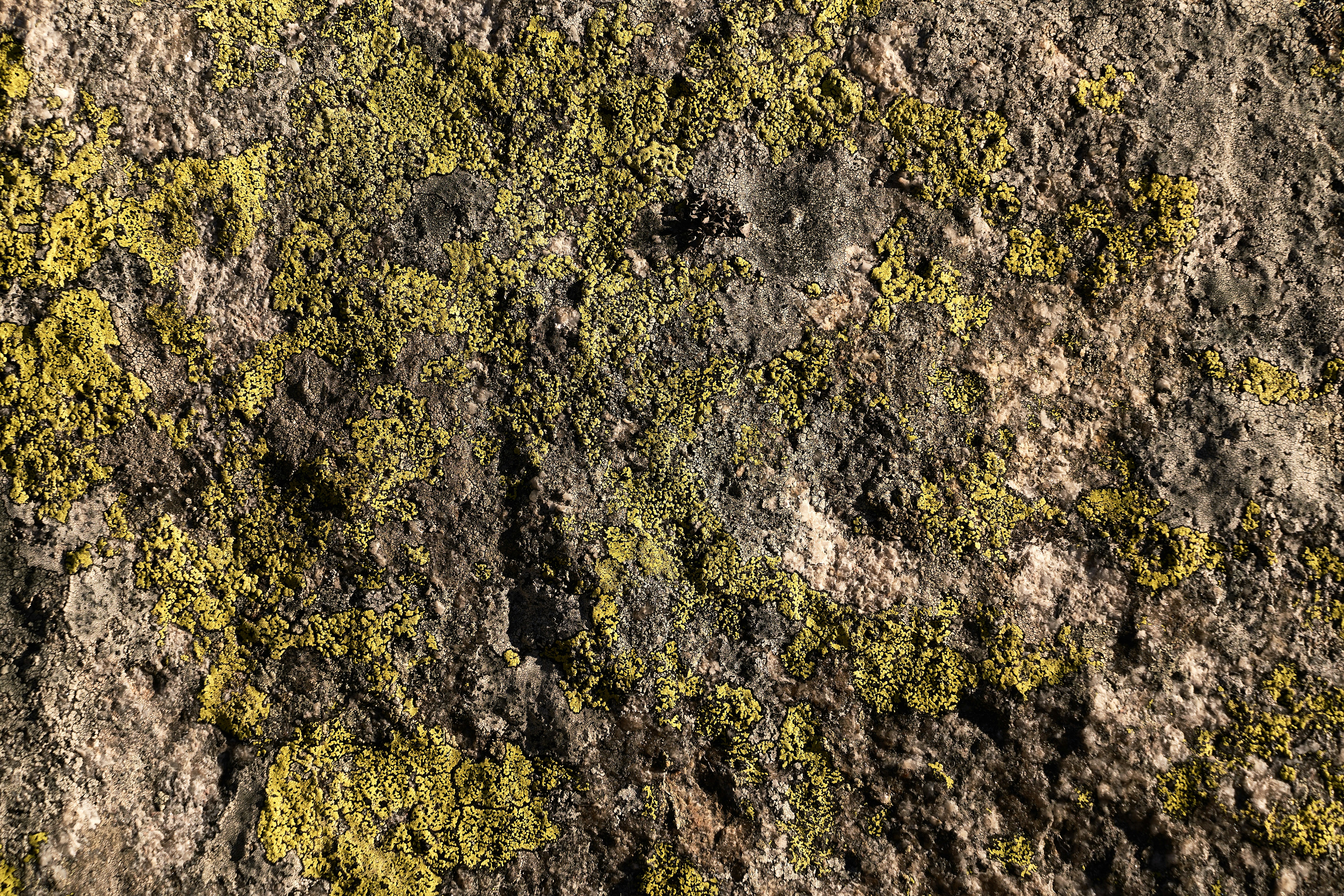 Photo by Wolfgang Hasselmann with Sony Alpha 7 III