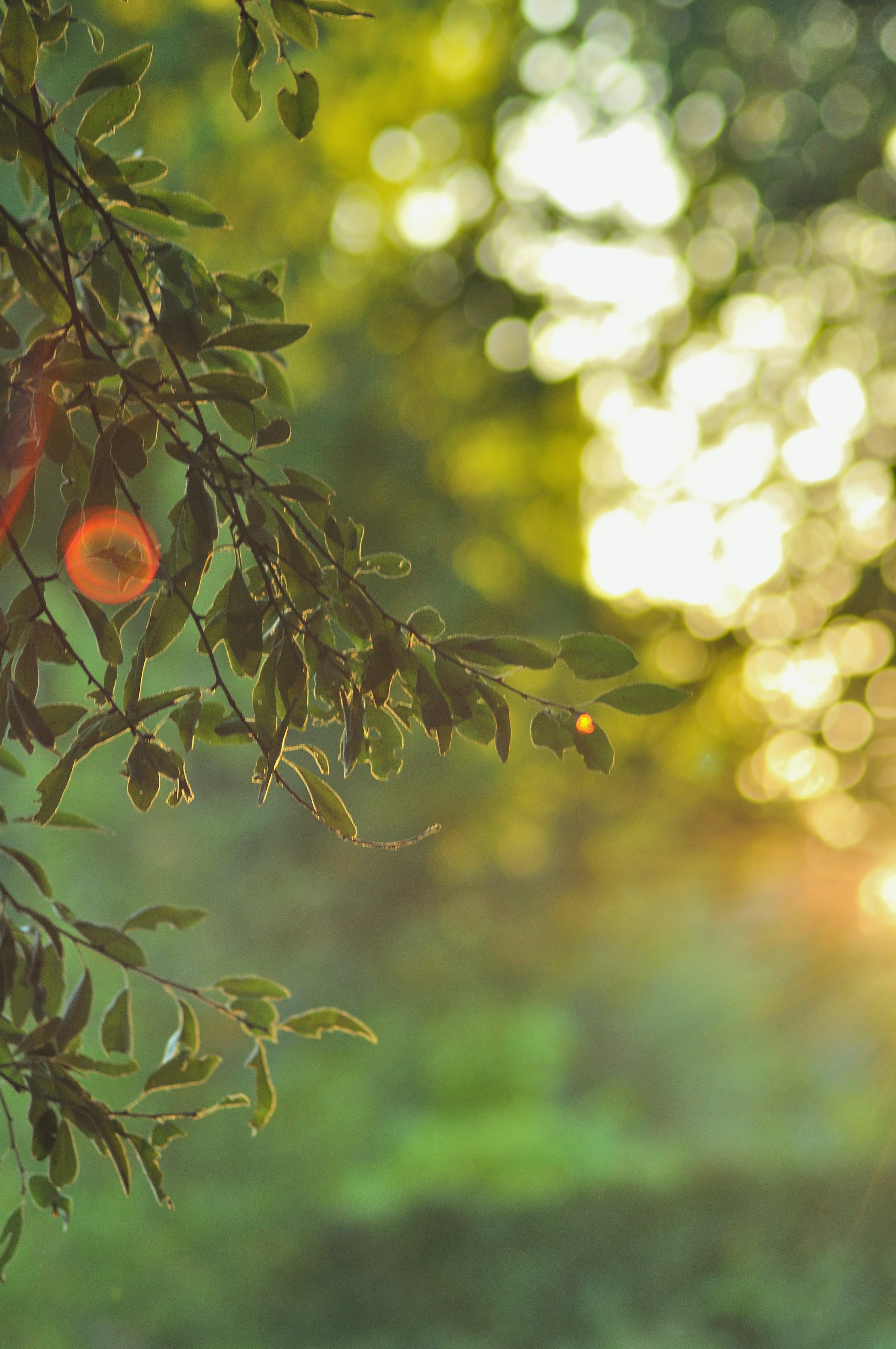 Sunlit Foliage and Lens Flare in a Quiet Clearing