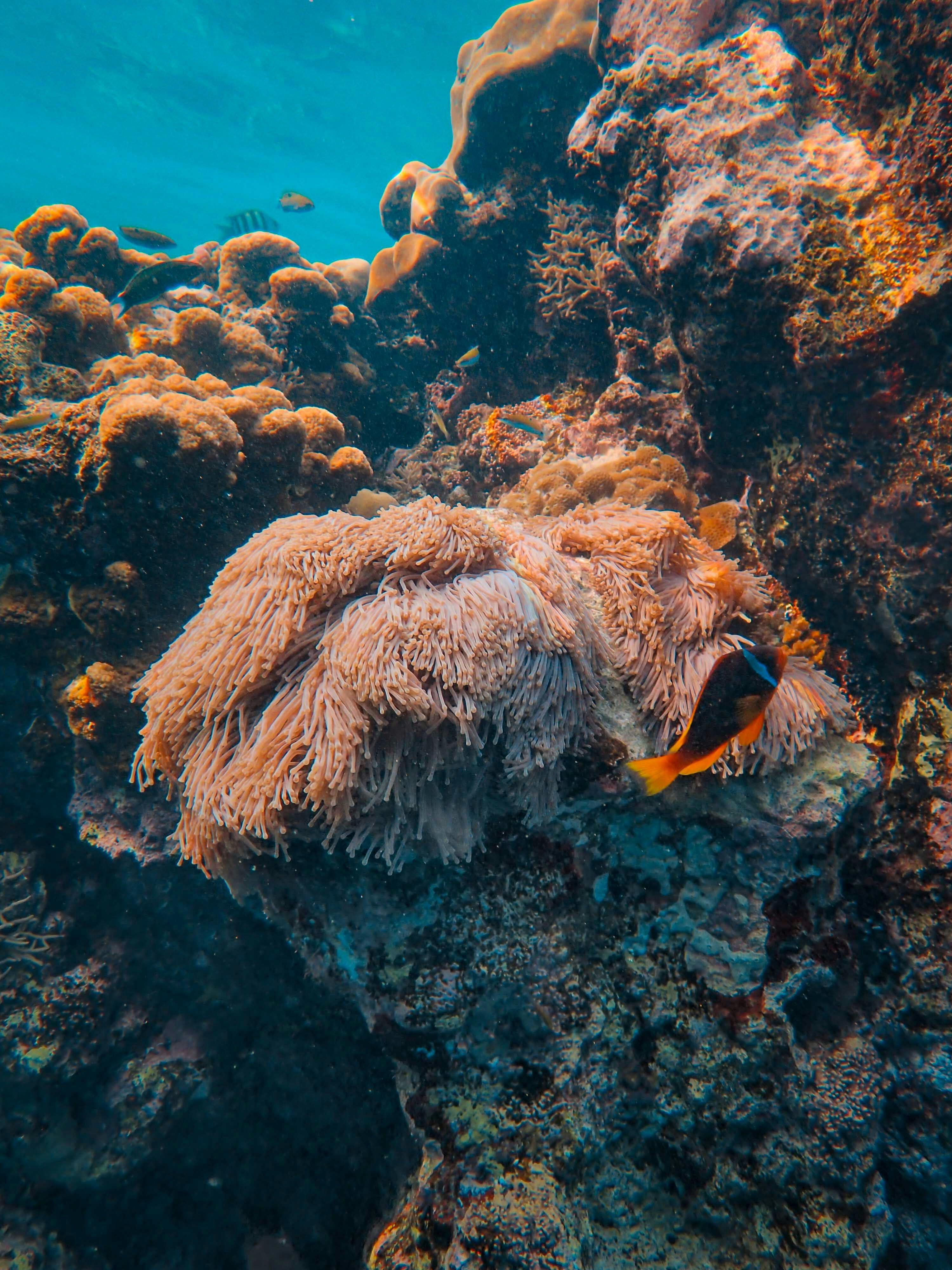 A coral reef with orange and yellow fish photo – Free Nature Image on ...