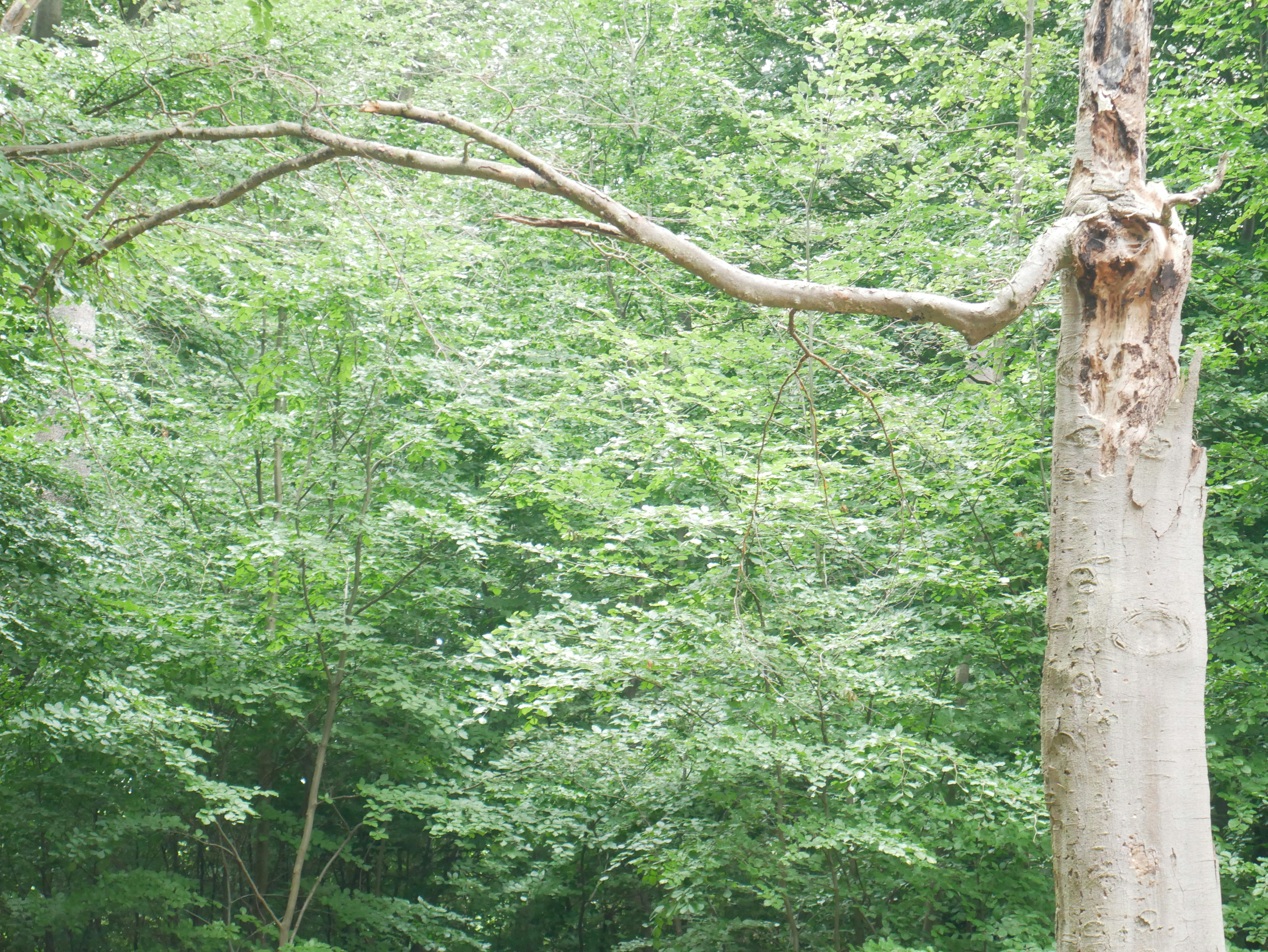 Foto Un árbol con muchas ramas – Imagen Großer Wummsee gratis en Unsplash