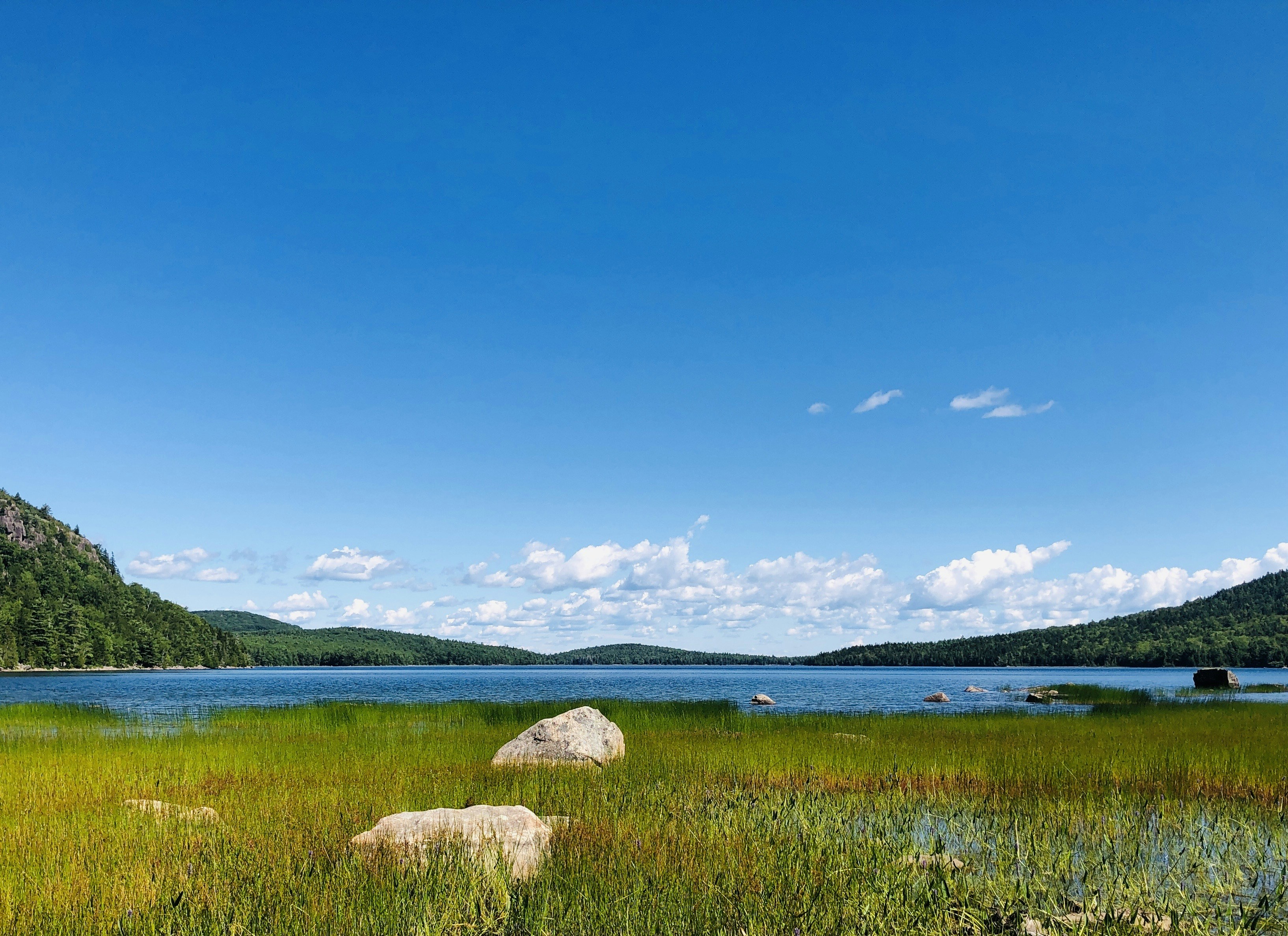 들판에서 풀을 뜯는 양 사진 – Unsplash의 무료 미국 이미지