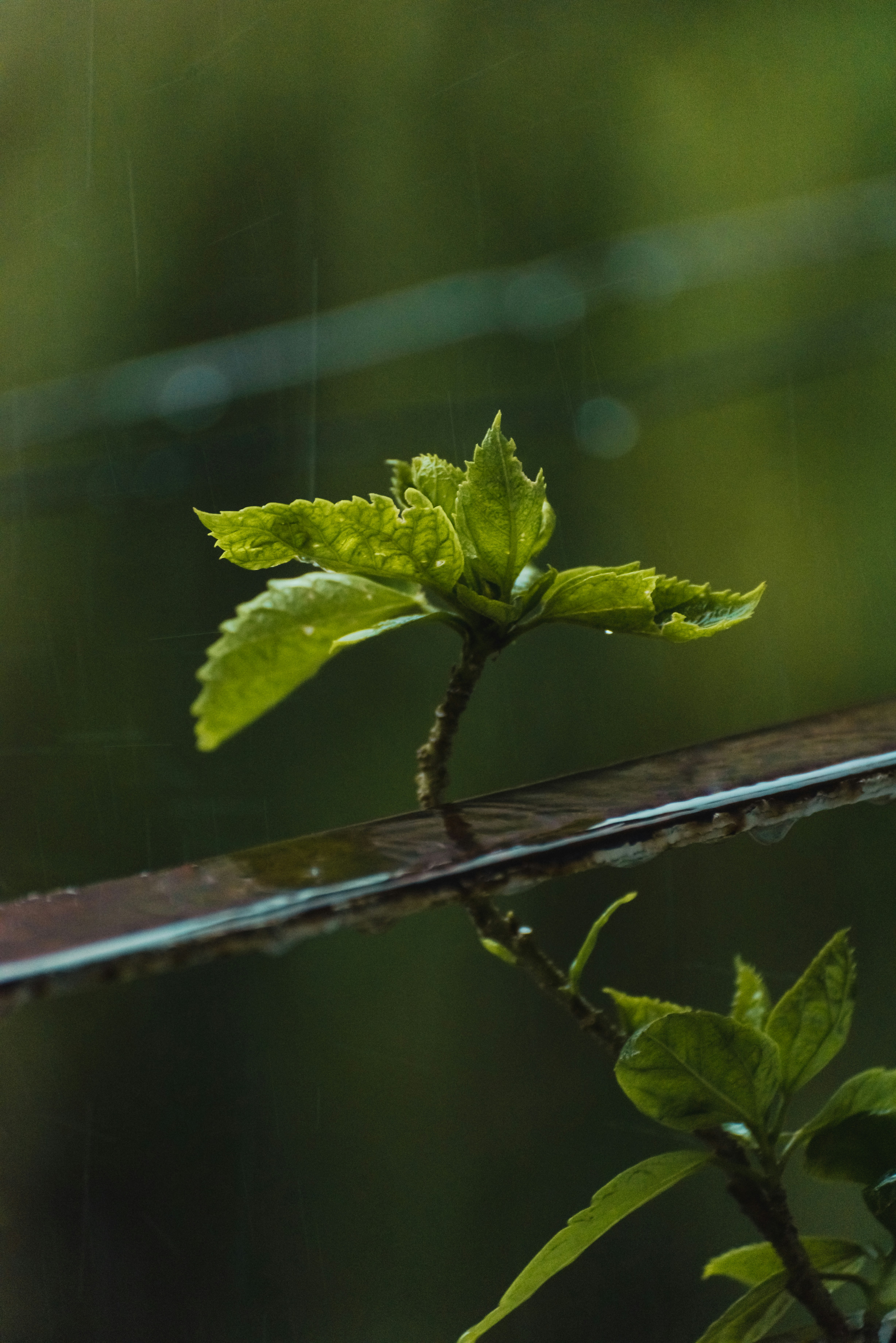 Close-up of a young green shoot sprouting from a rusted rail as rain streaks and a blurred green background frame the scene.