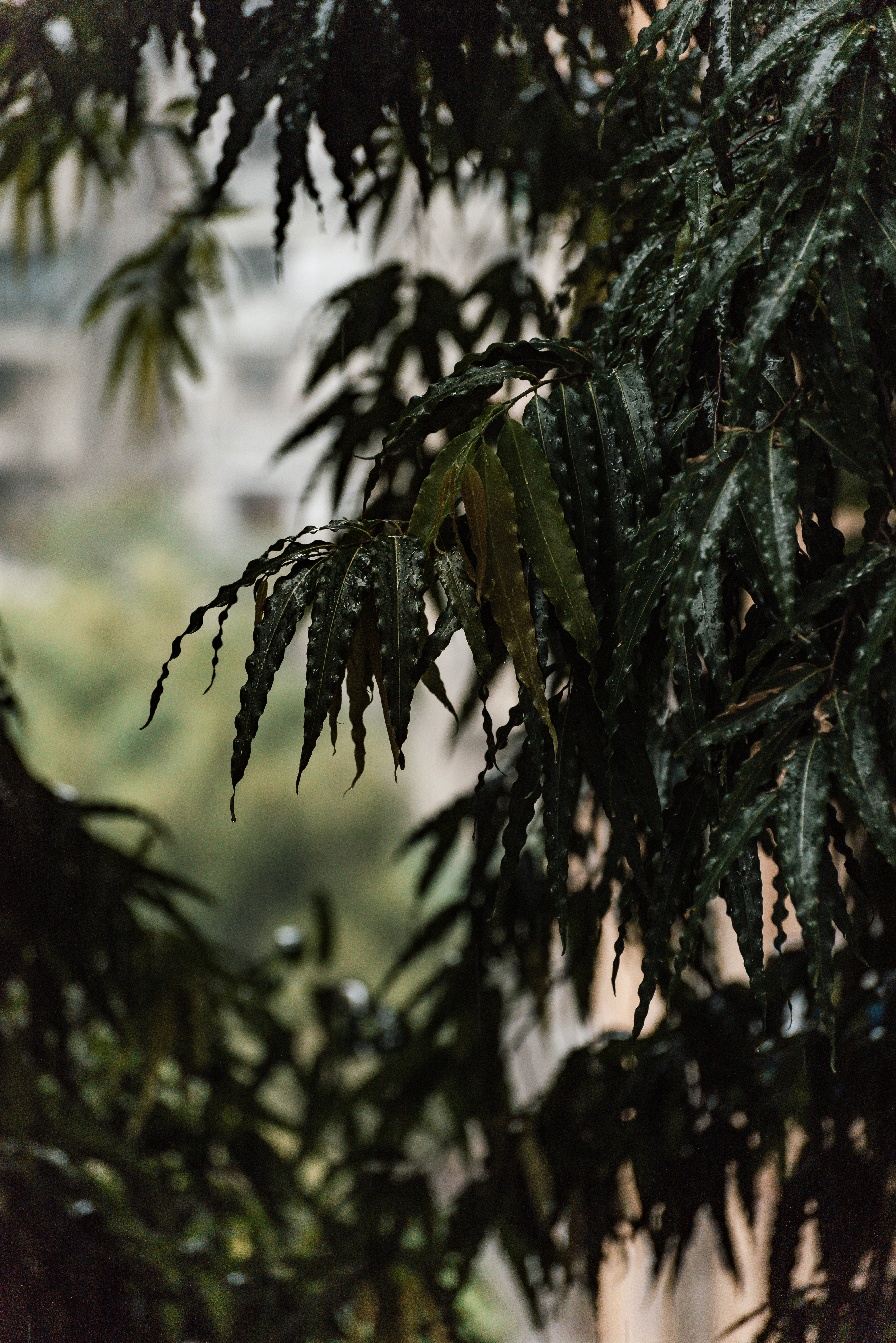 Rain-Kissed Foliage in Urban SerenityMona Jain