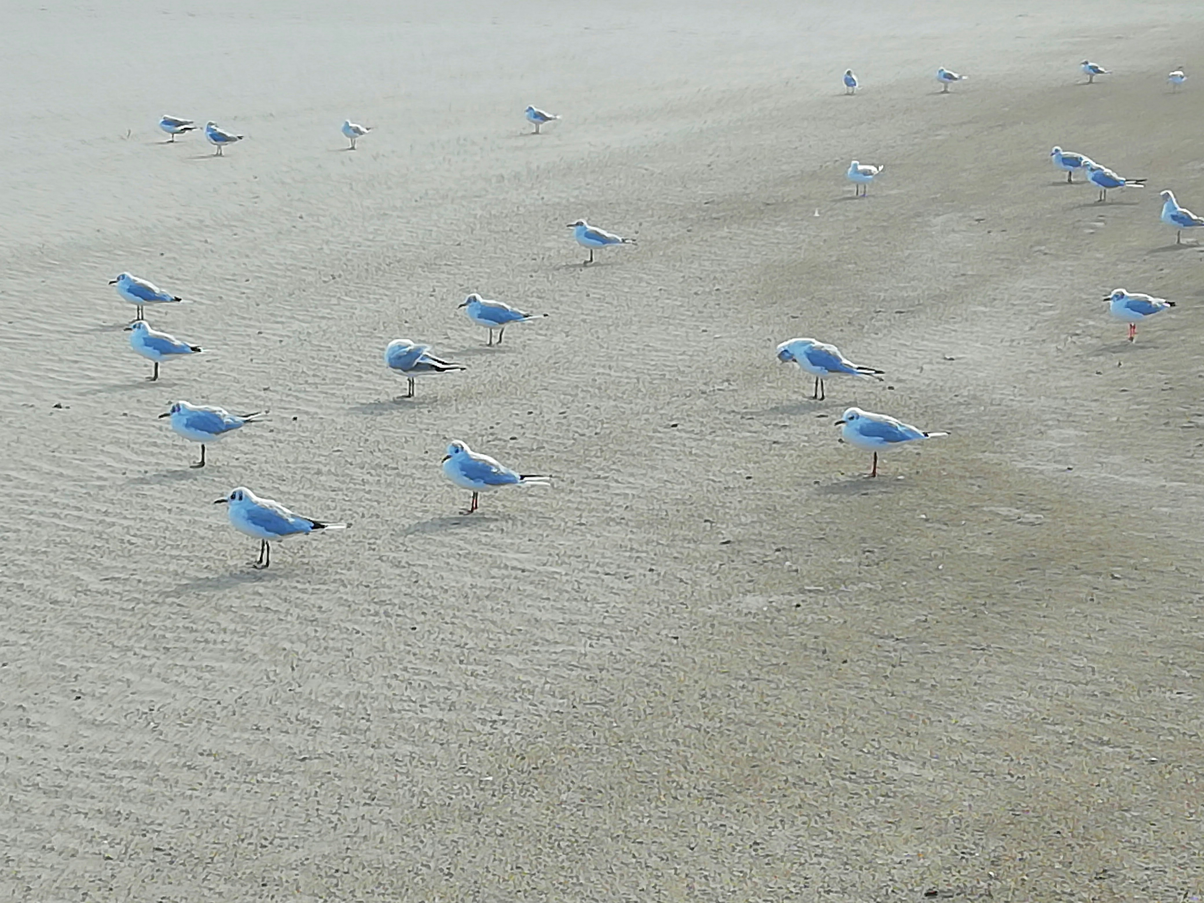 A flock of seabirds standing on a sandy beach, creating a tranquil scene. The birds exhibit a mix of postures against a soft, blurred background.