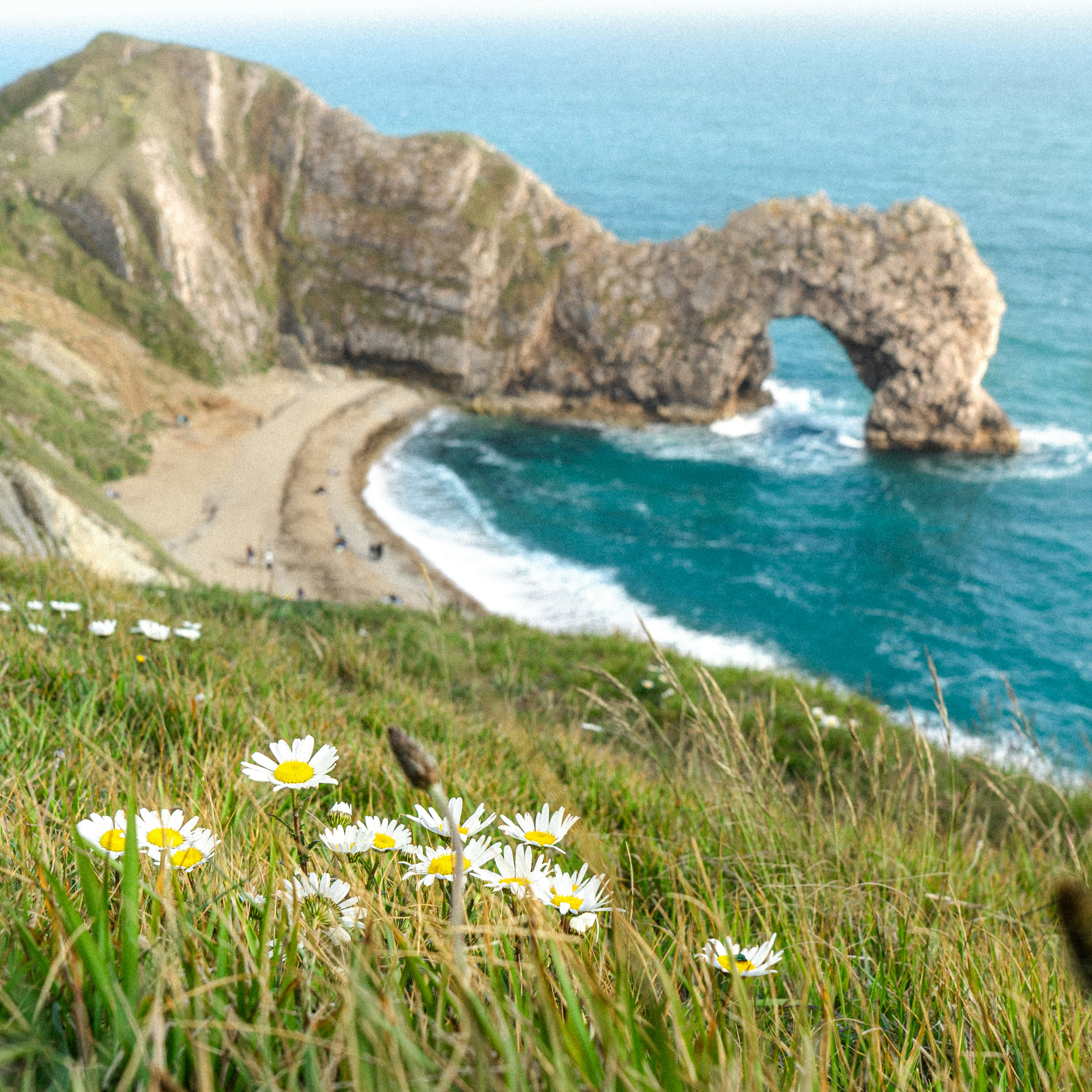 Daisies bloom in the foreground while a natural rock arch frames the turquoise waters and sandy beach below. The scene captures the harmony between land and sea.