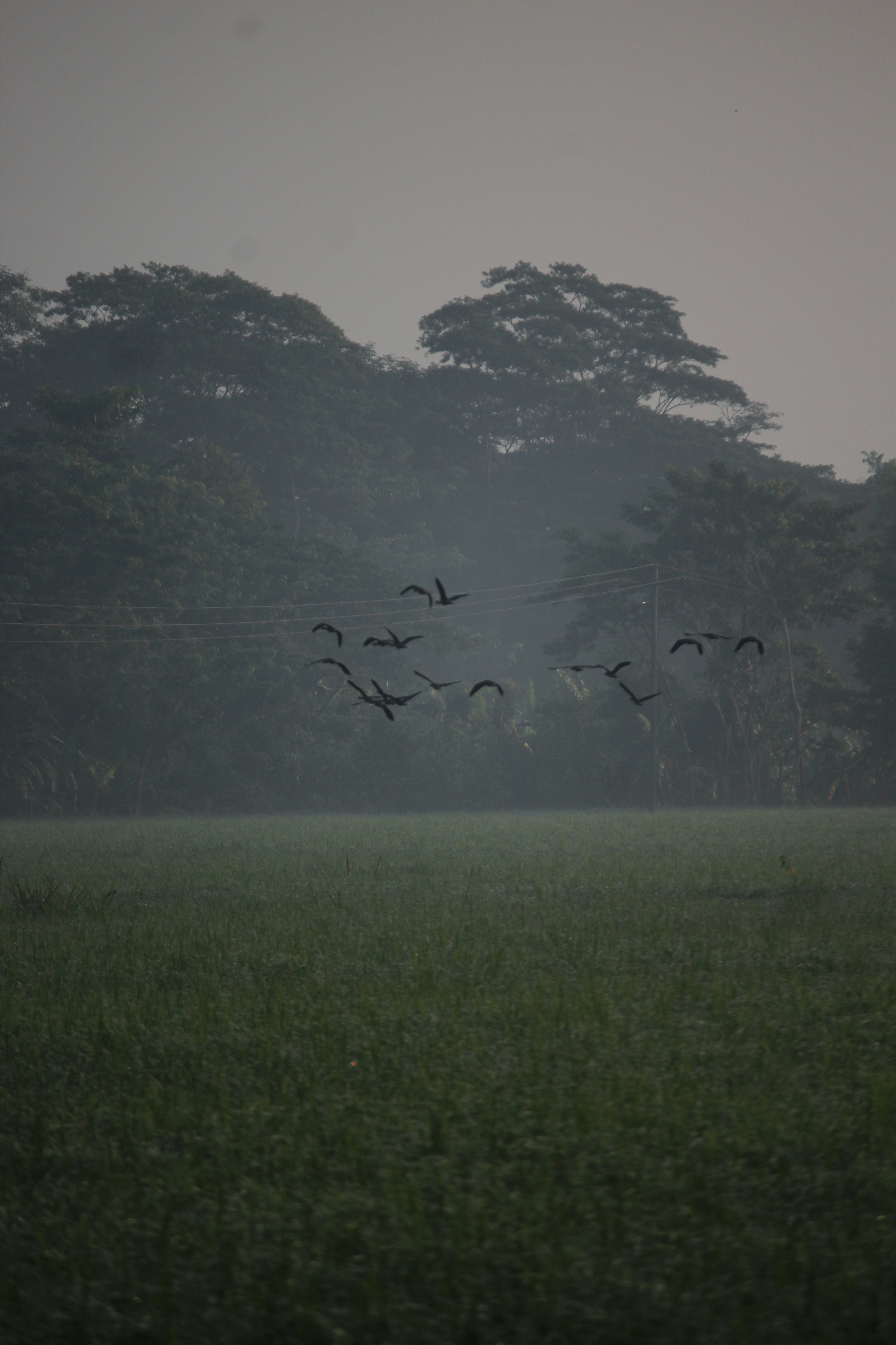 Dawn Murmurations Over a Misty Field