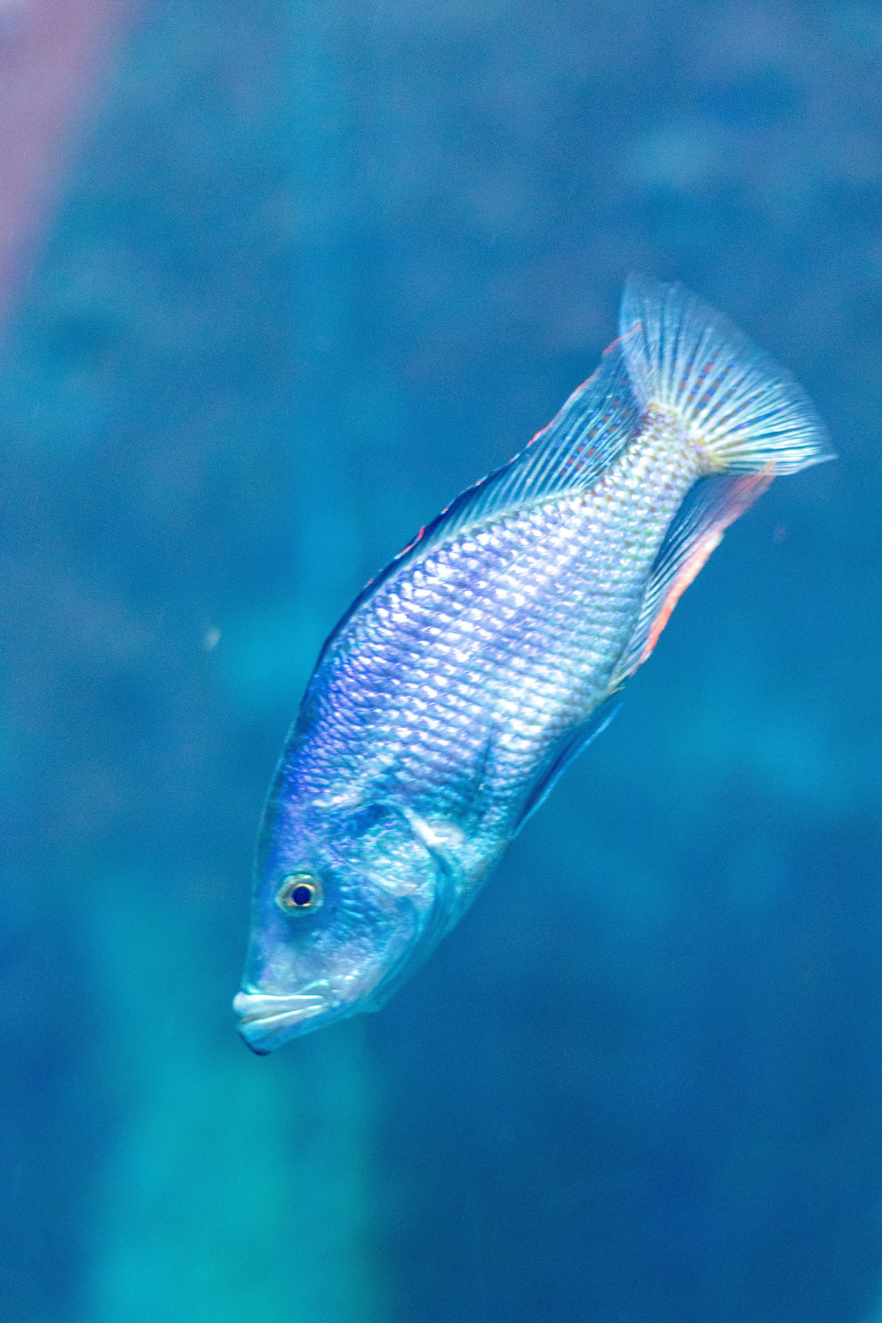 Foto zum Thema Ein blauer Fisch schwimmt im Wasser – Kostenloses Bild ...