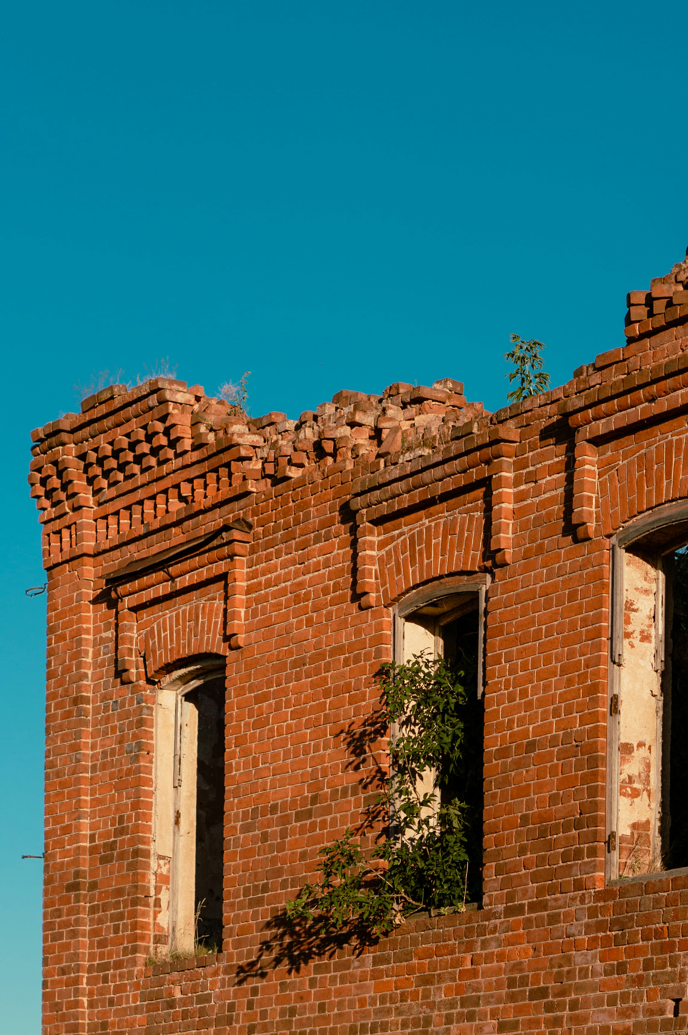 Survivor Vine on a Red Brick Ruin Beneath a Cerulean Sky