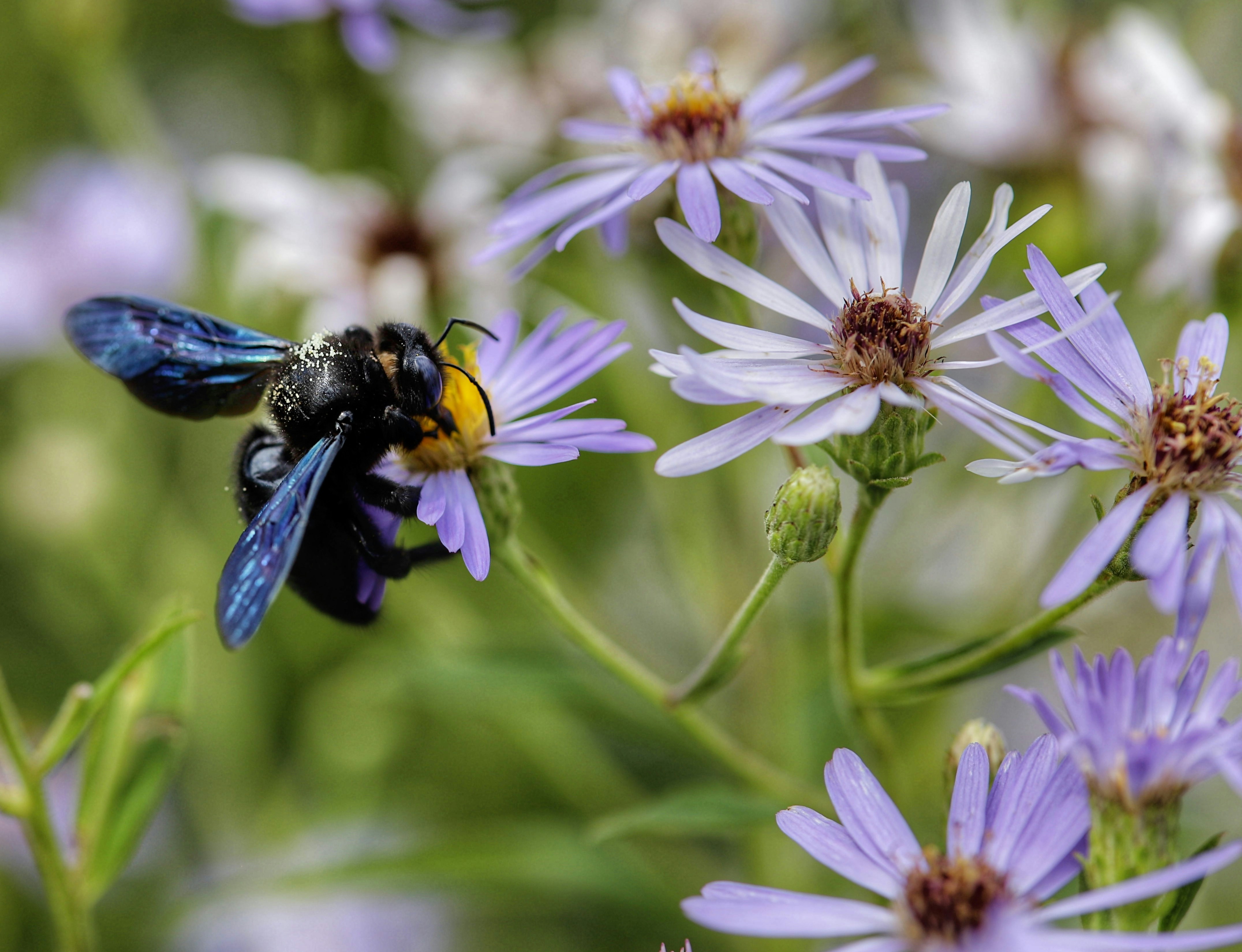 Blue-tinged Buzz: Bumblebee Sips Nectar from Violet Asters
