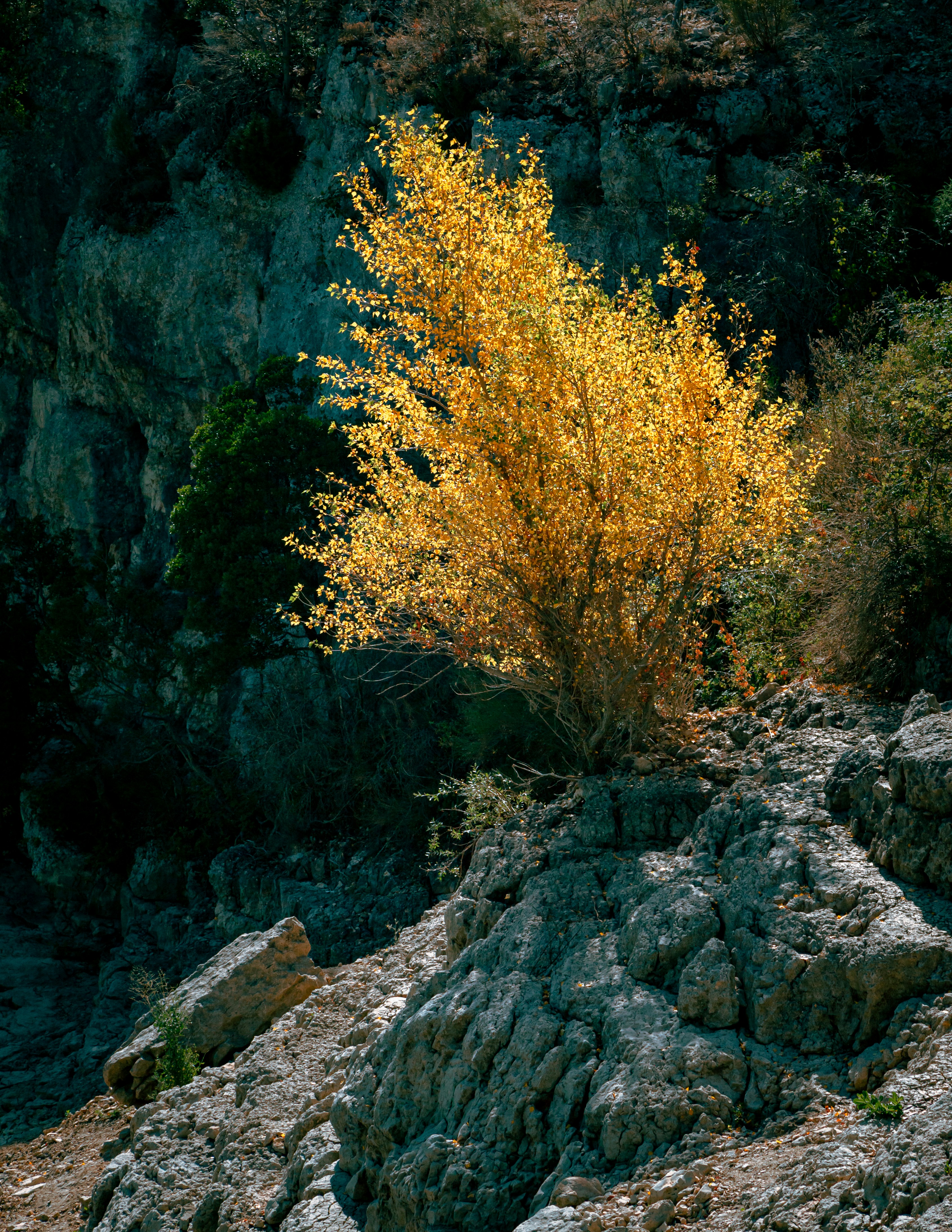 Golden Stand on the Cliff: A Lone Bush Amid Craggy Yellow Rock