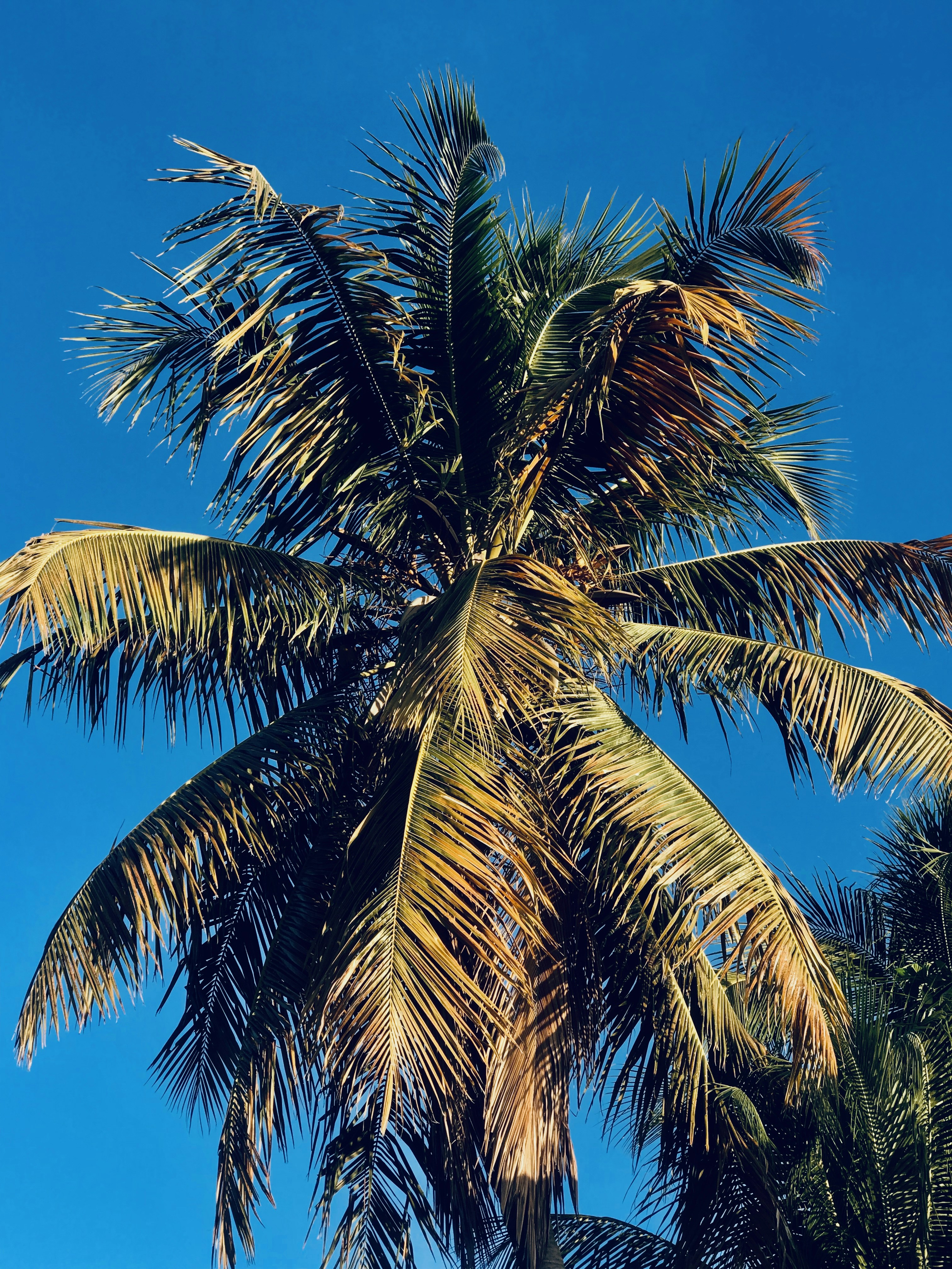 Azure Crown of Fronds: Palm Tree Reaching into a Caribbean Sky