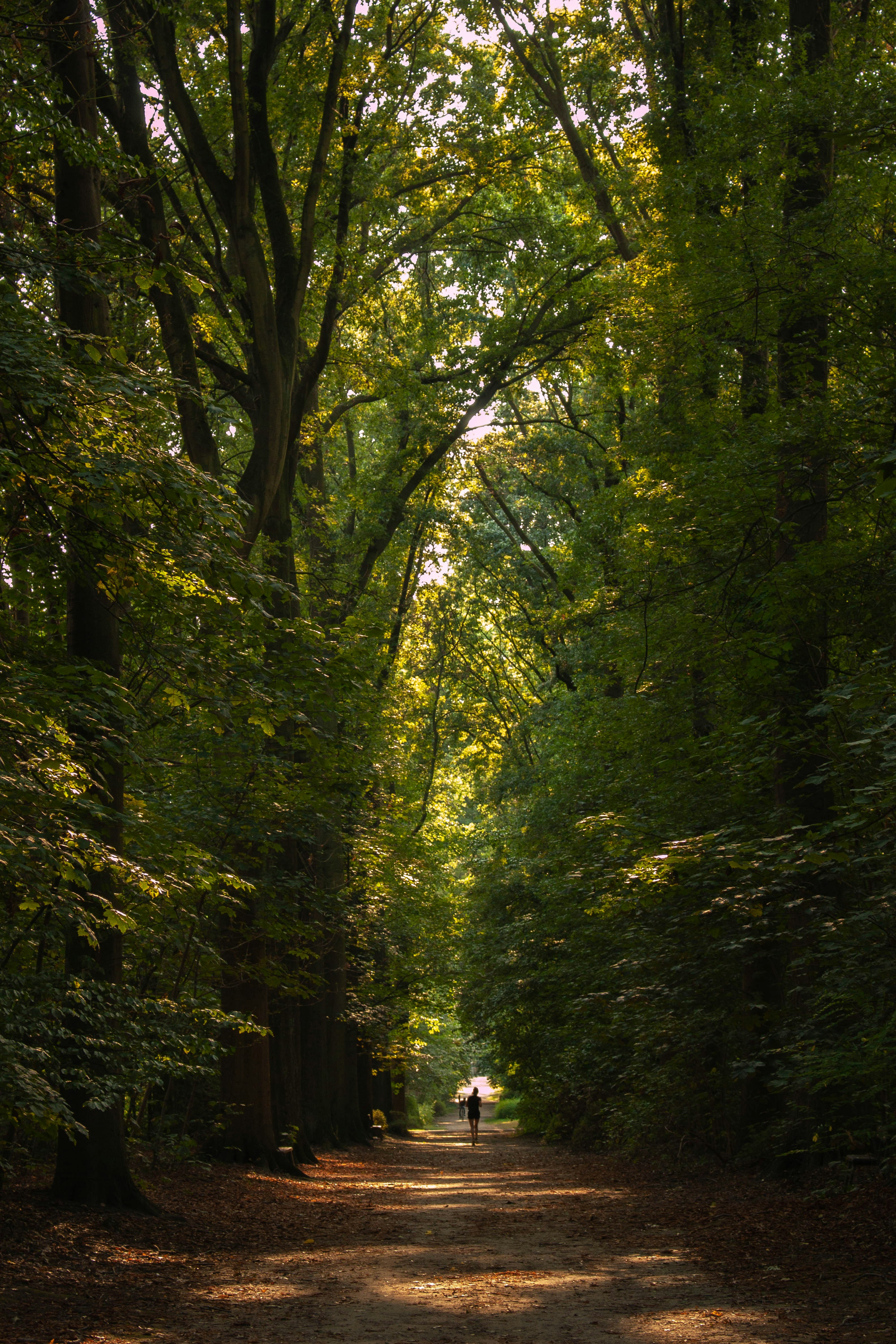 A solitary figure strolls along a sunlit path framed by towering trees in a lush, green forest. The dappled light creates a serene atmosphere.