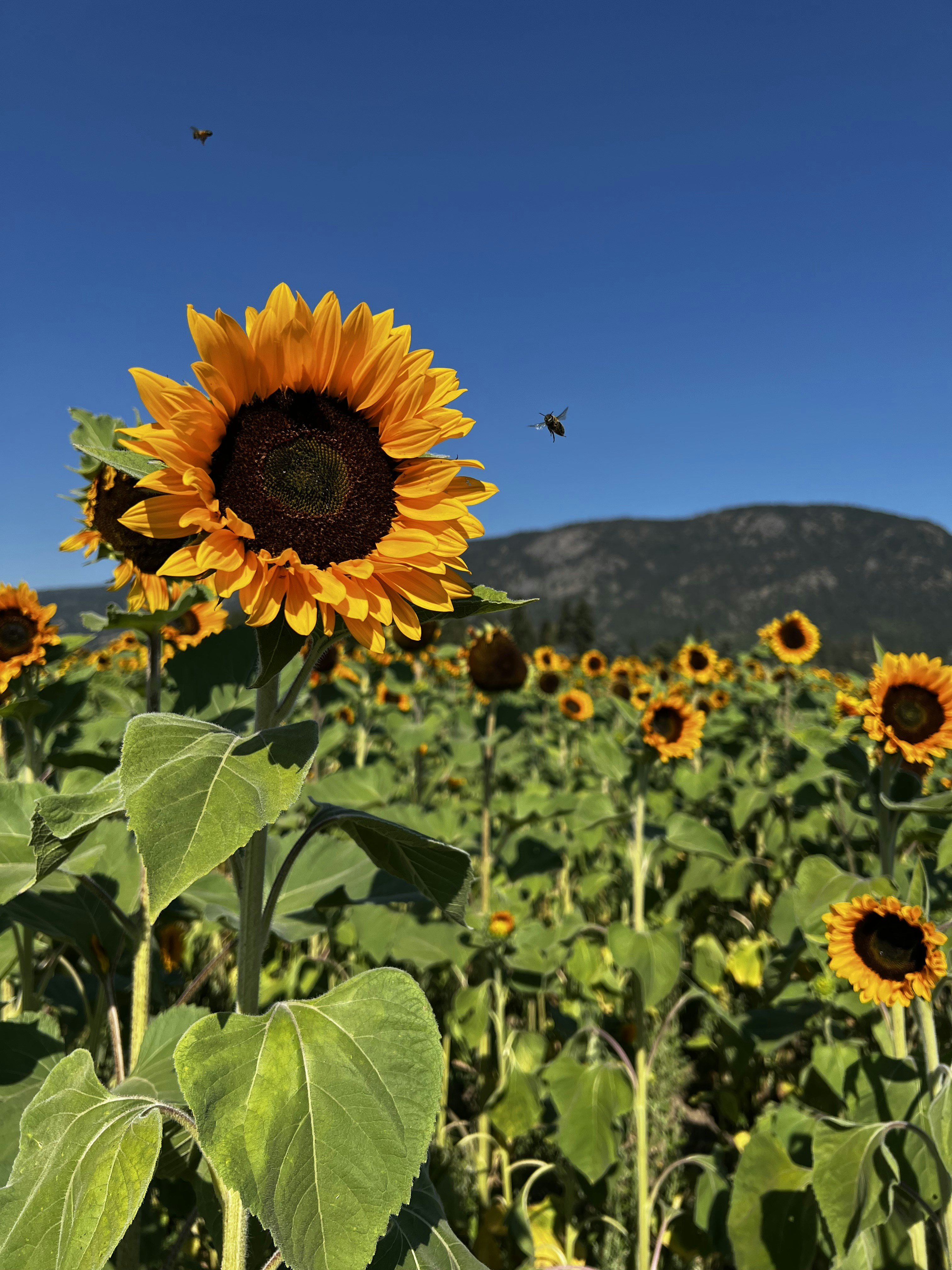 orange sunflowers growing in farm field
