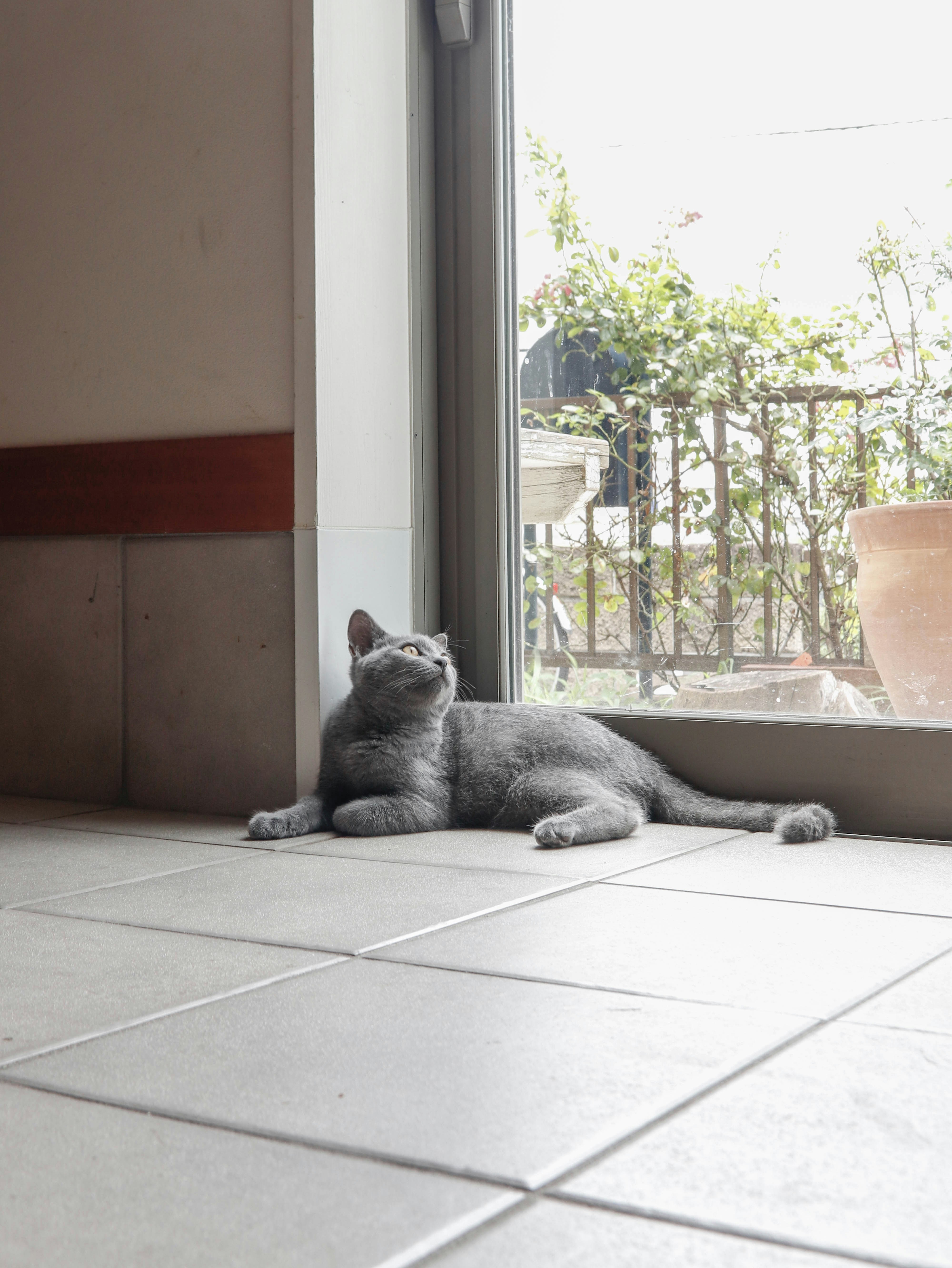 Sunlit repose by the doorway: a gray cat lounging on cool tiles