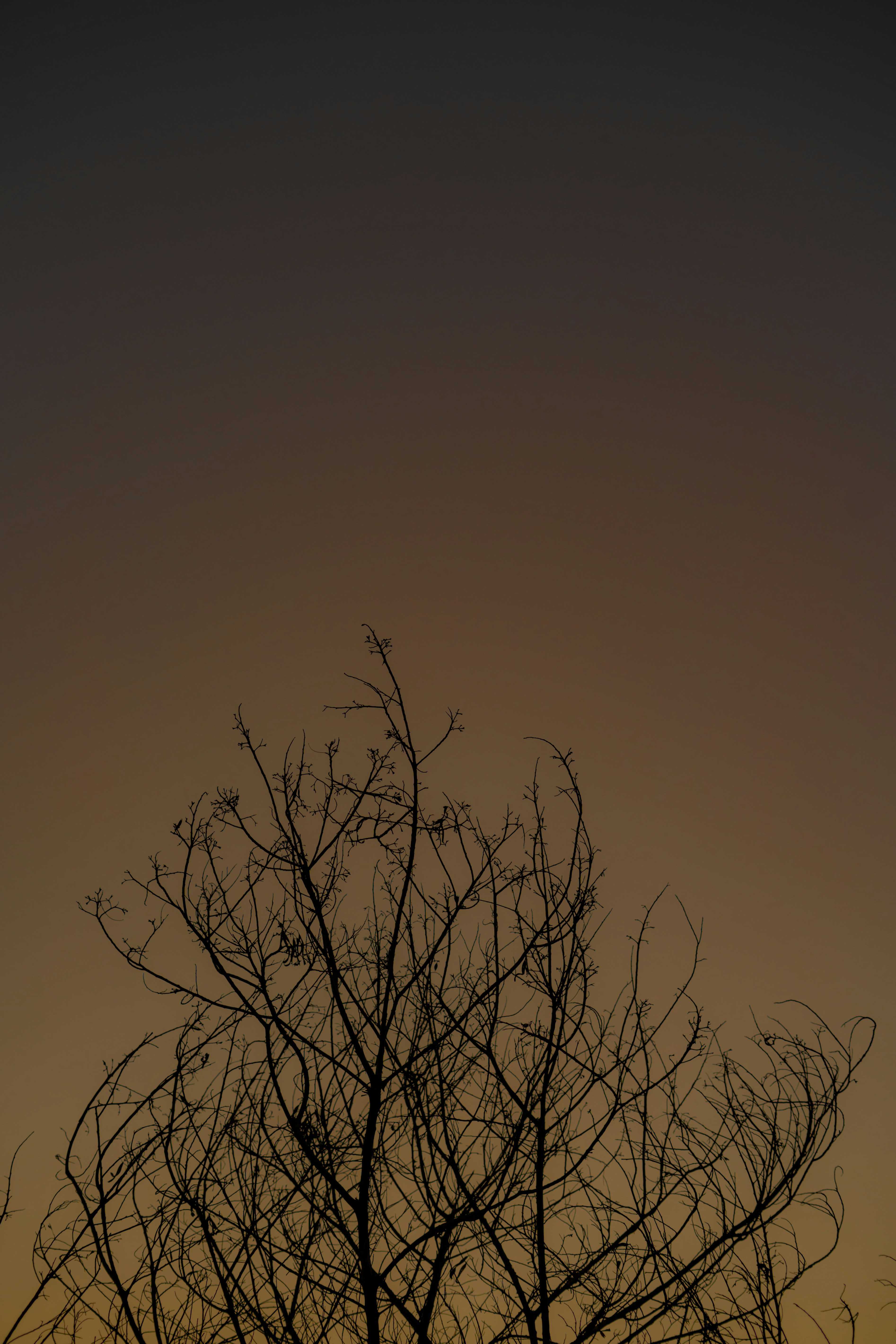 Silhouette of a leafless tree against a gradient twilight sky, highlighting the intricate details of its branches. 