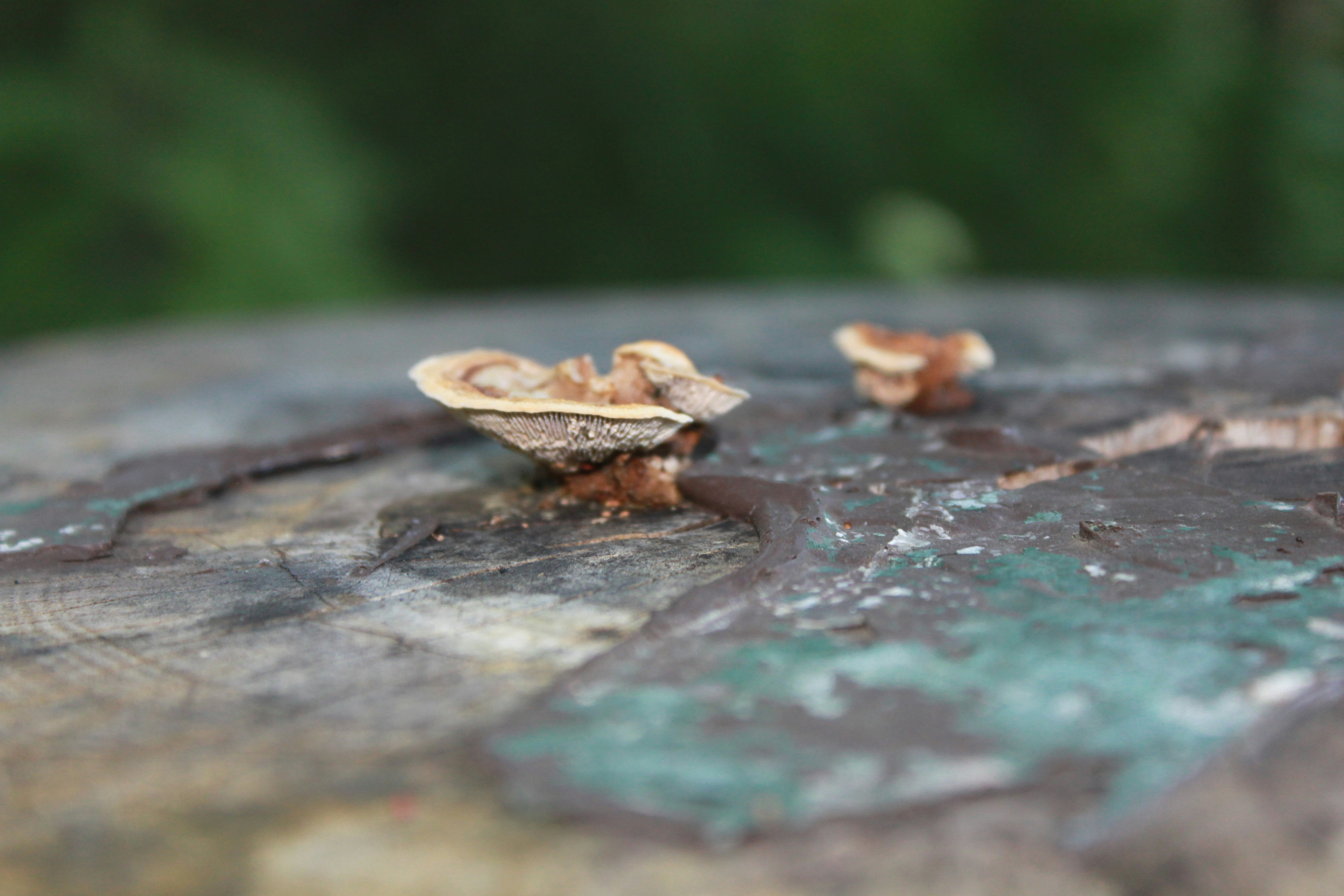 a group of snails on a log