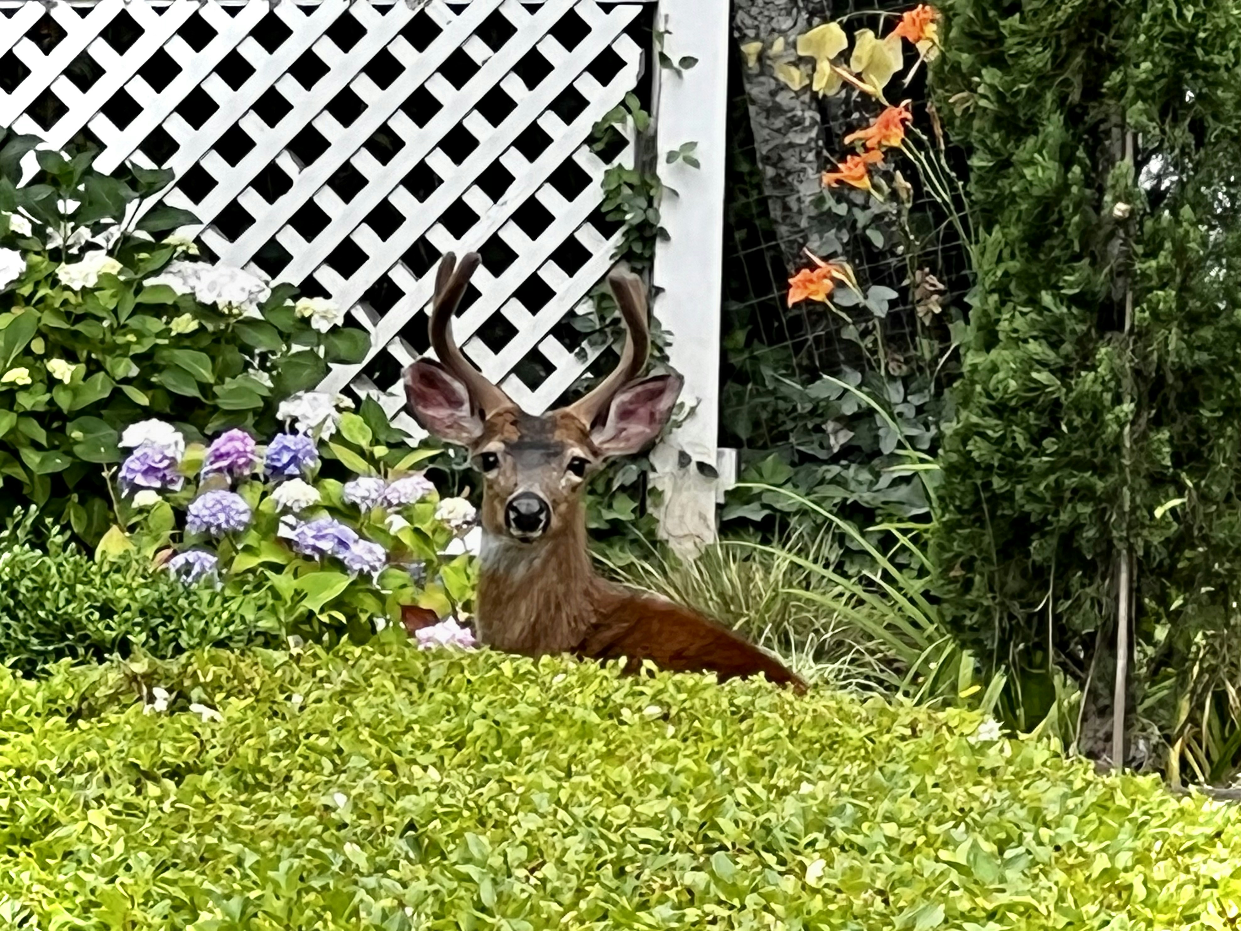 a deer lying in a garden