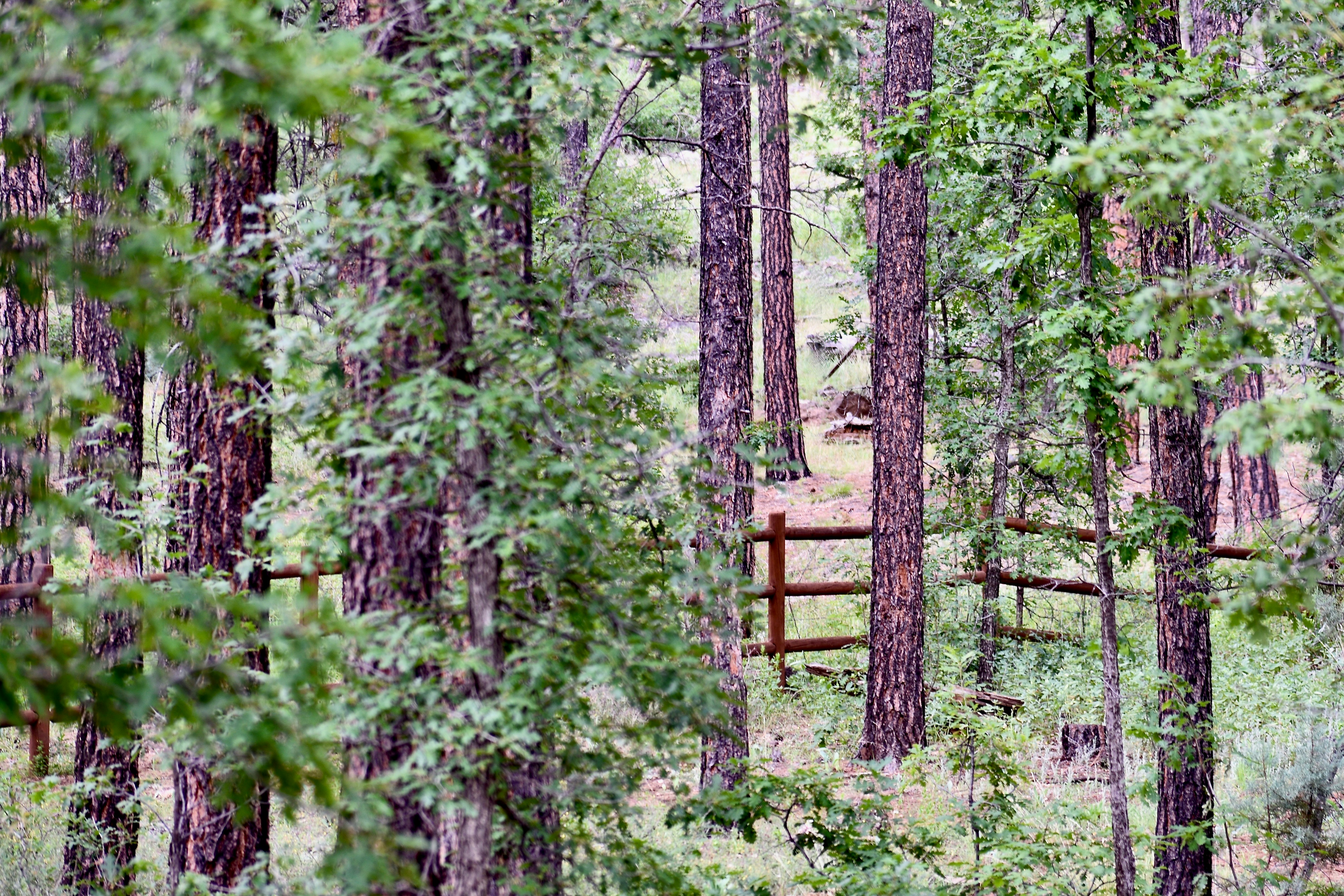 A bench in a forest photo – Free Pinetop-lakeside Image on Unsplash