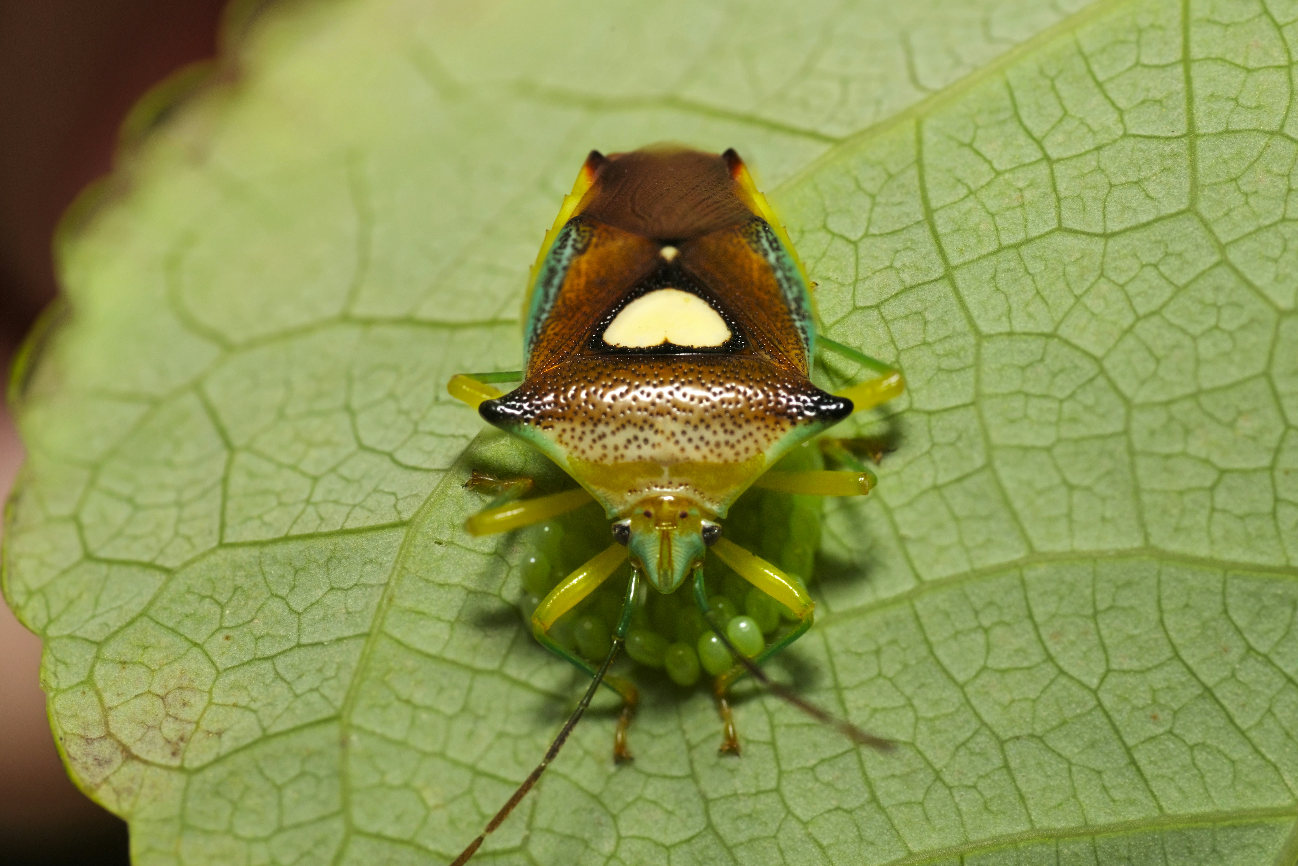 A green and yellow bug photo – Free Image on Unsplash