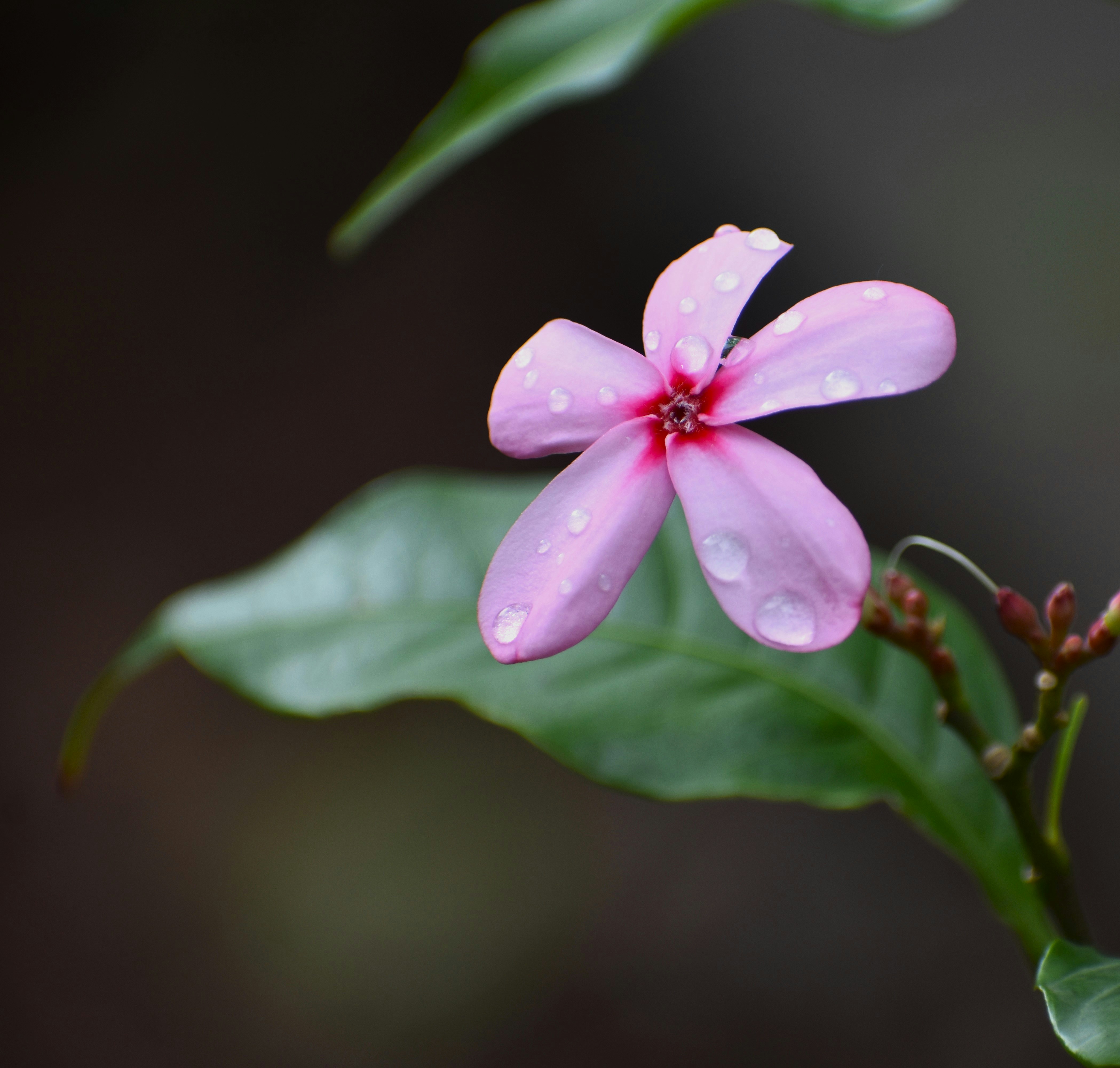 A close-up of a flower photo – Free B. n. bandodkar college of science ...