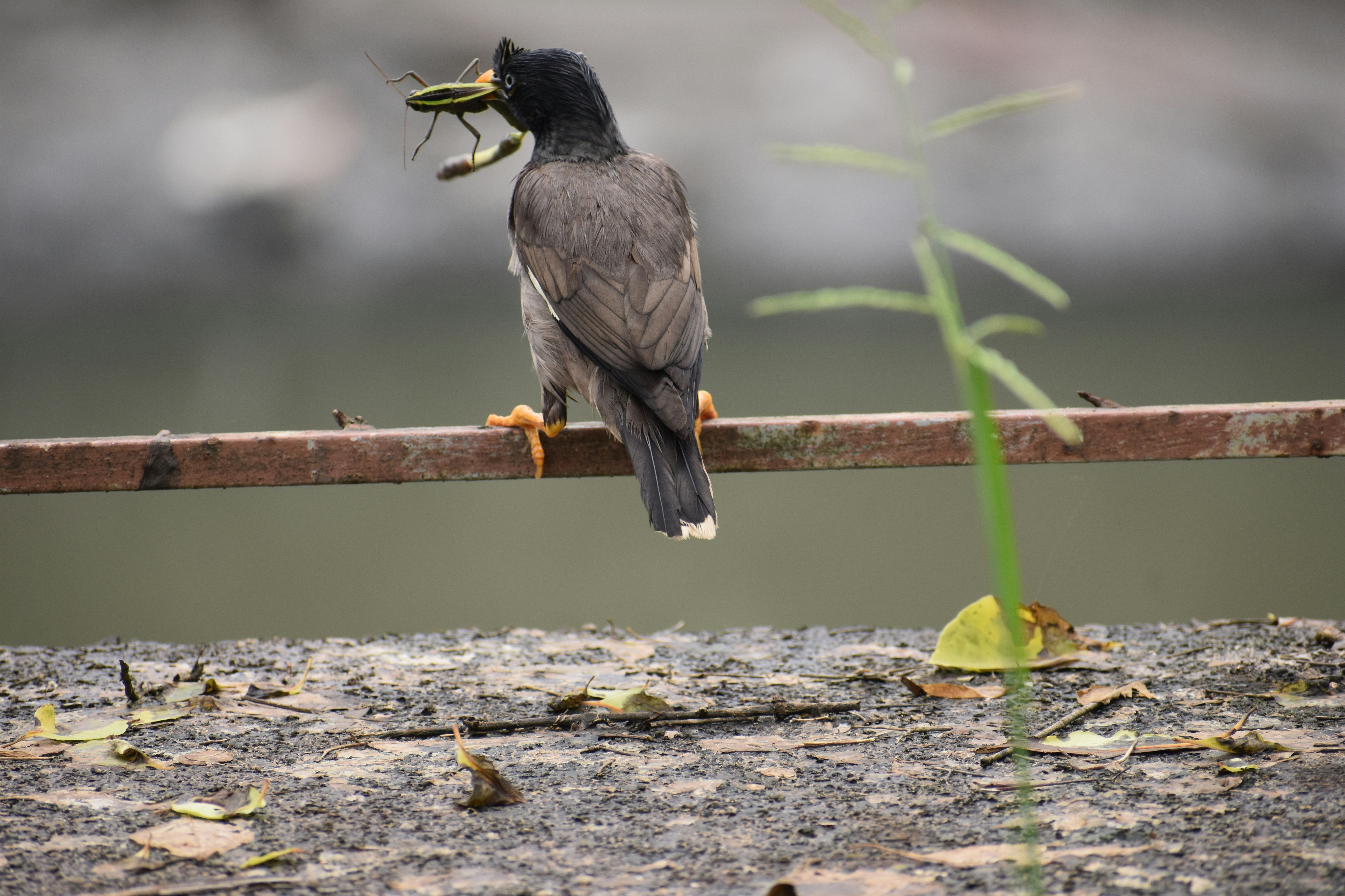Grey-backed Bird with Prey on a Rustic Bar