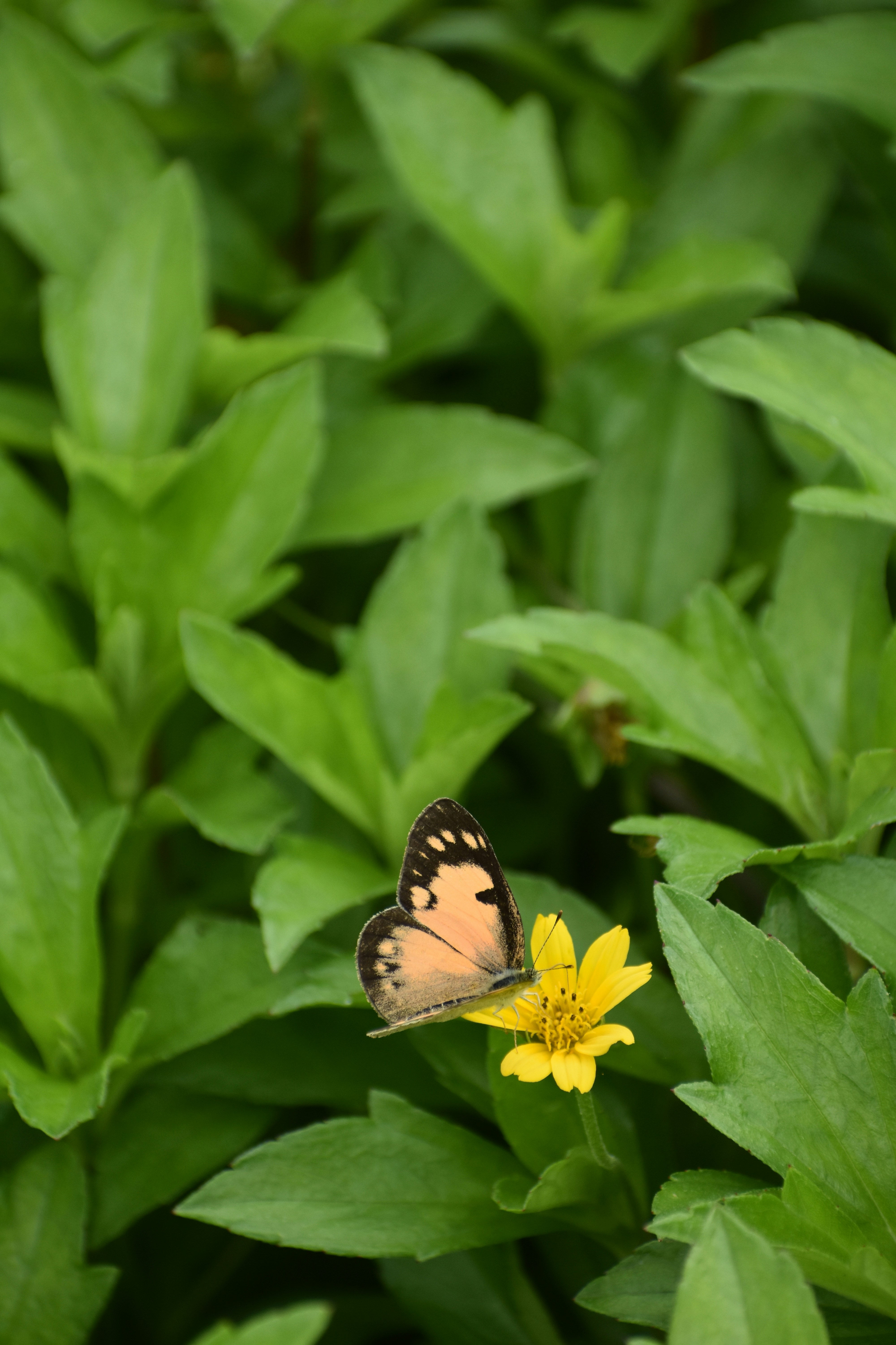 Amber-winged butterfly clings to a sunny yellow bloom amid emerald leaves