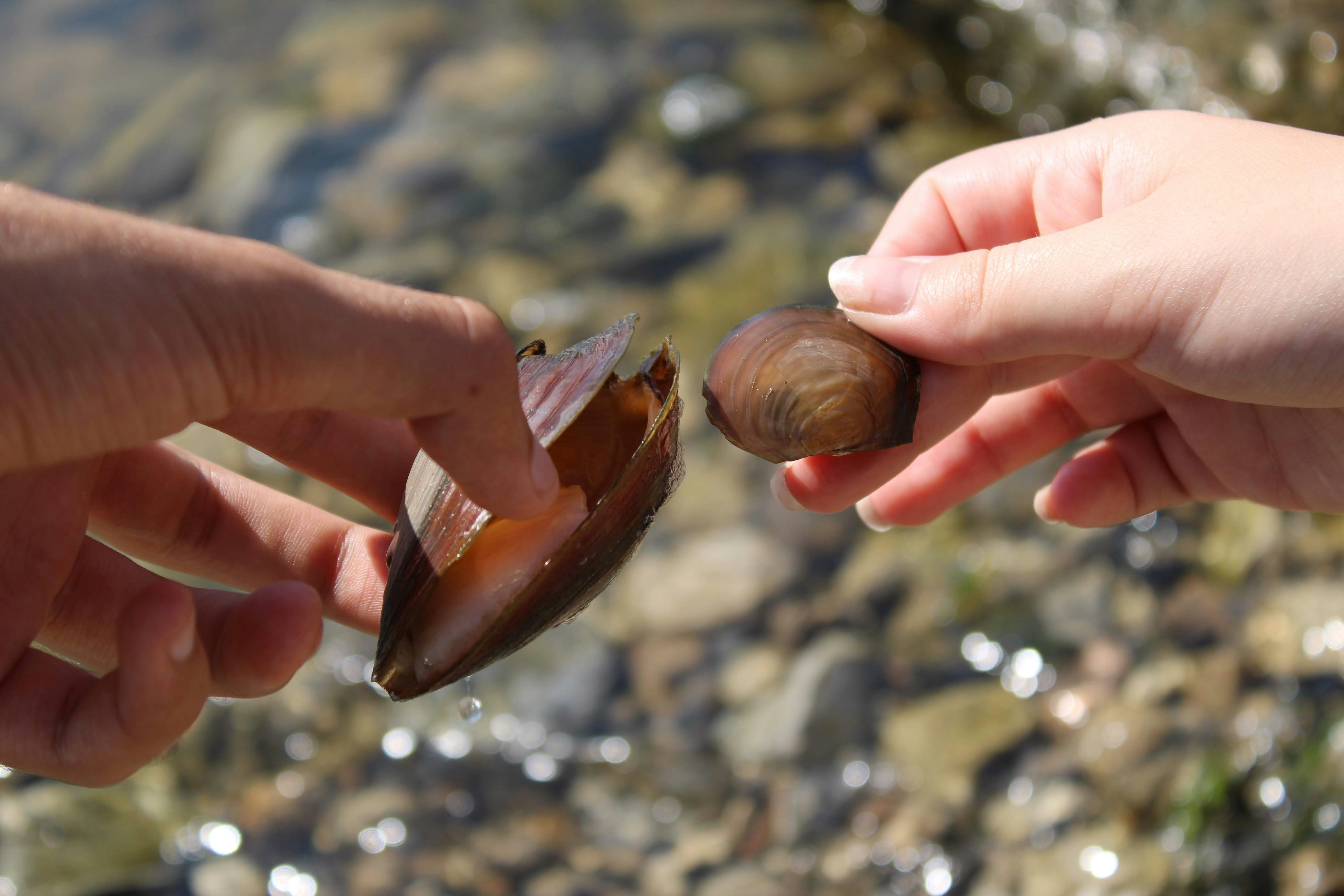 Shell Exchange at the Sunlit Riverbed