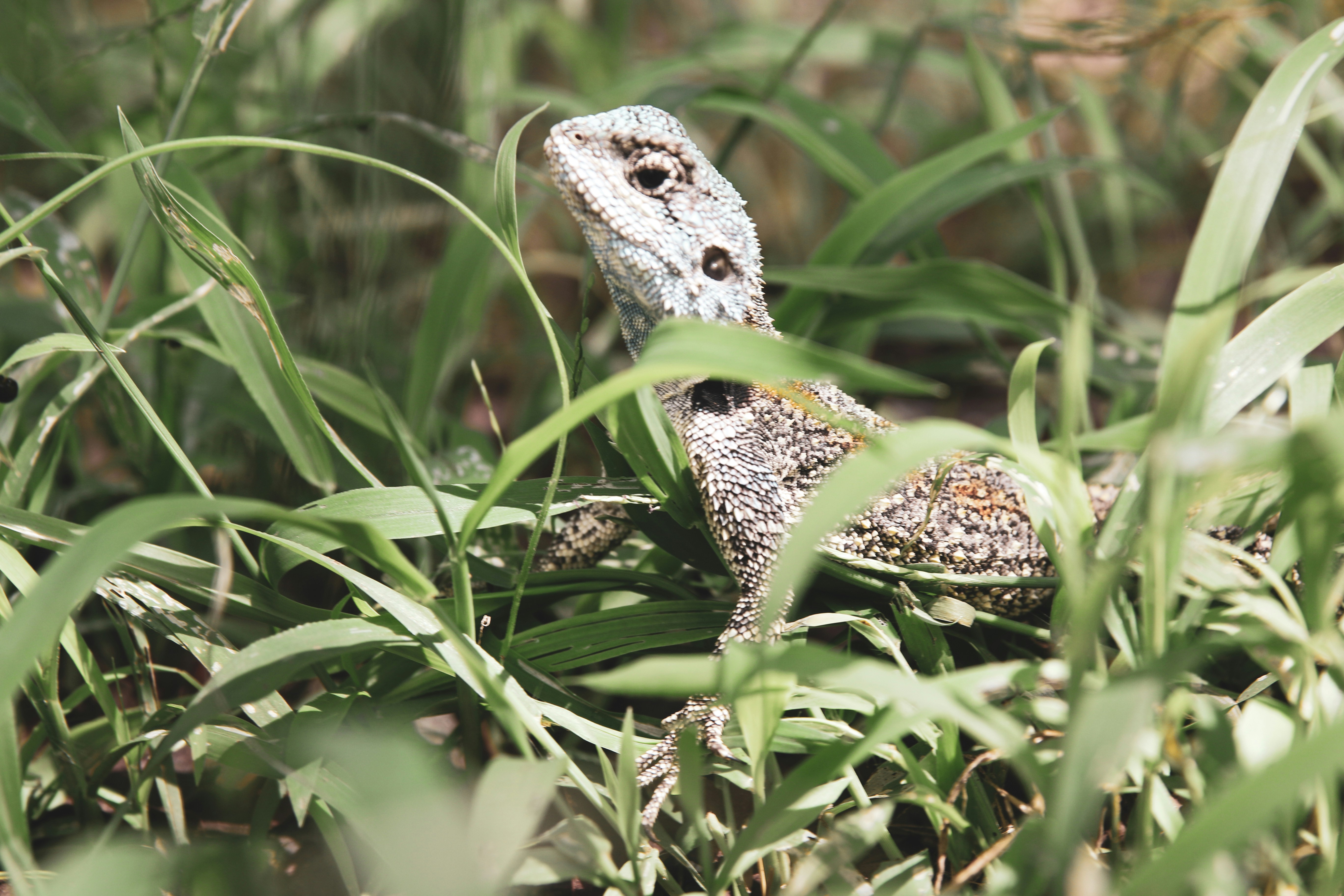 Stone-Scaled Sentinel: A Lizard Peers Through Grasses