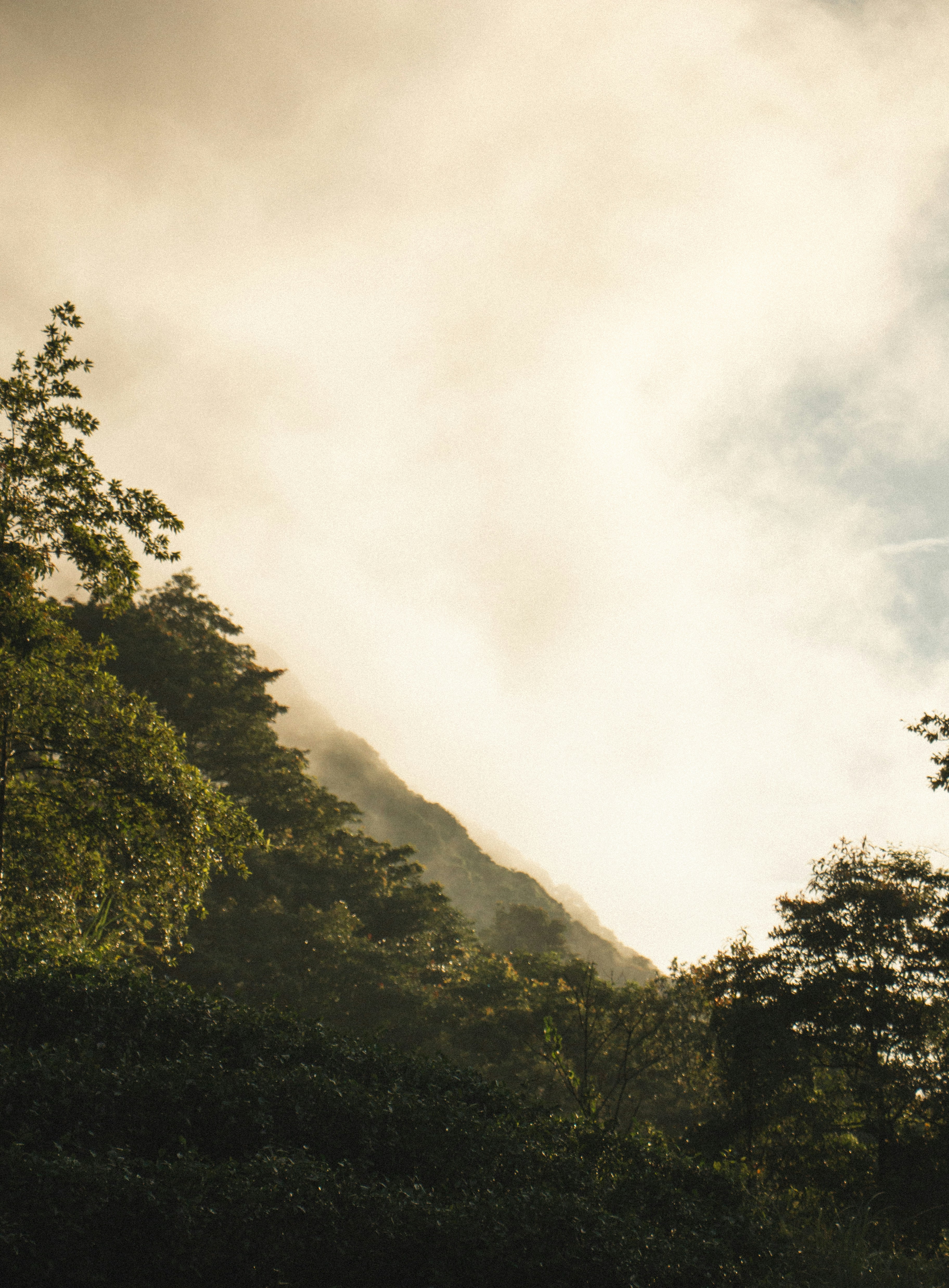 Lush greenery enveloping a mountain shrouded in fog, creating a serene and mysterious atmosphere.